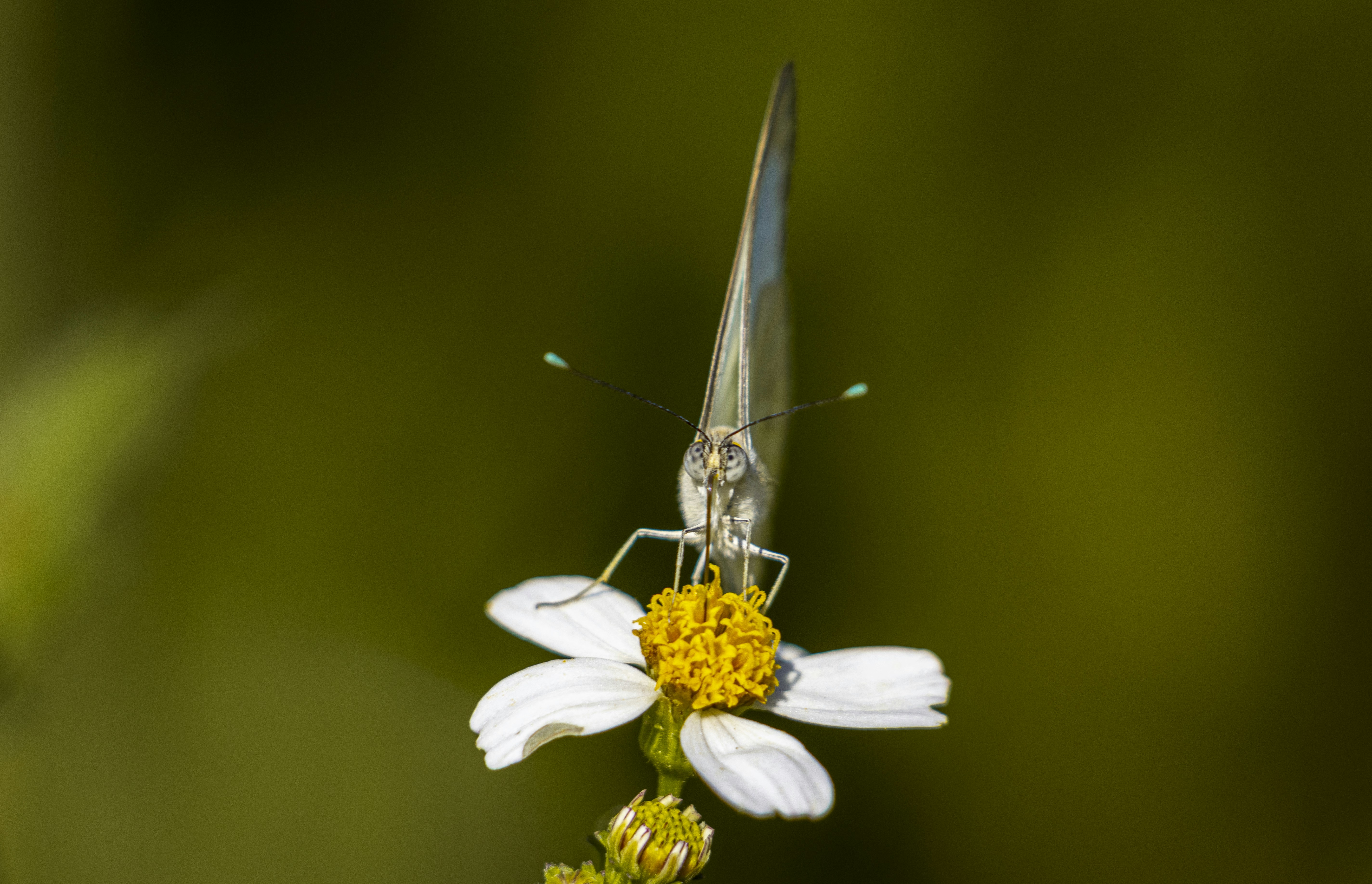 Dragonfly Vigil on a White Daisy: A Micro Portrait in Velvet Green