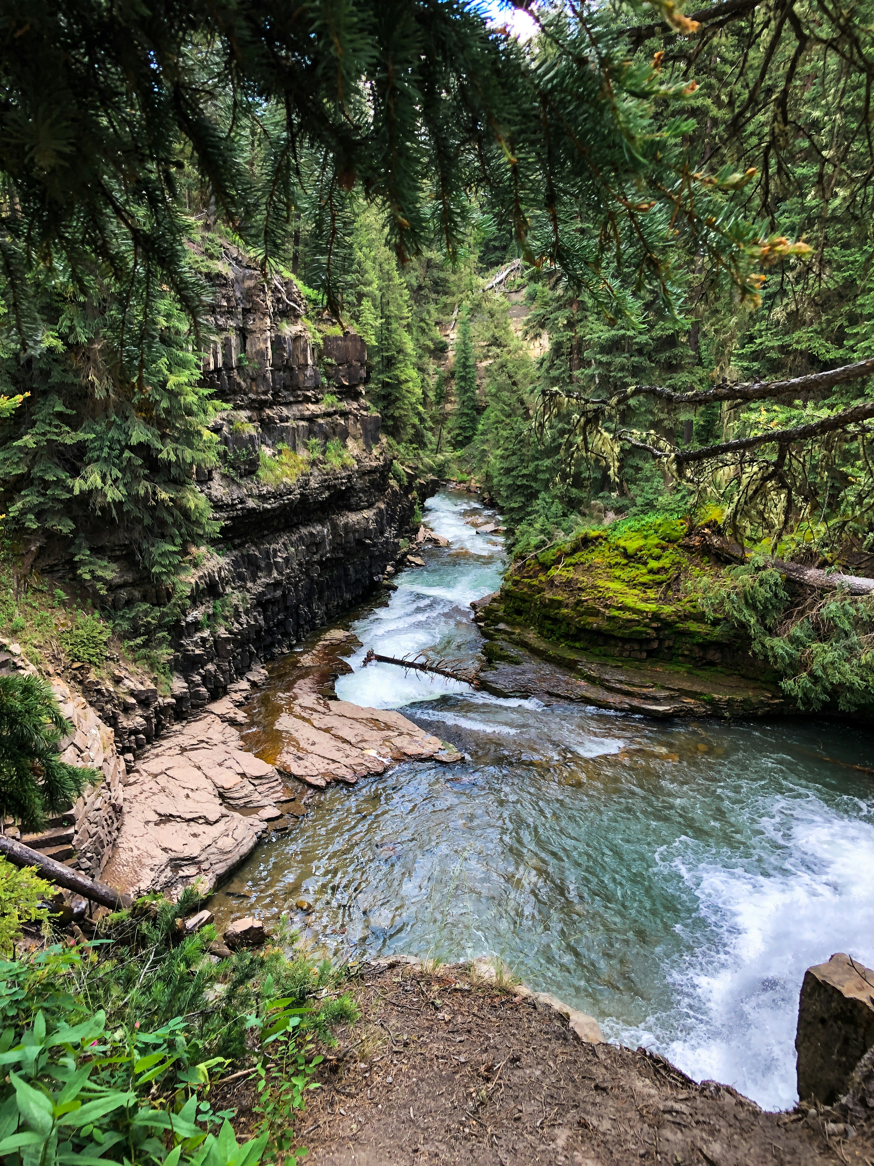 Une rivière qui coule à travers une forêt verdoyante photo – Photo ...