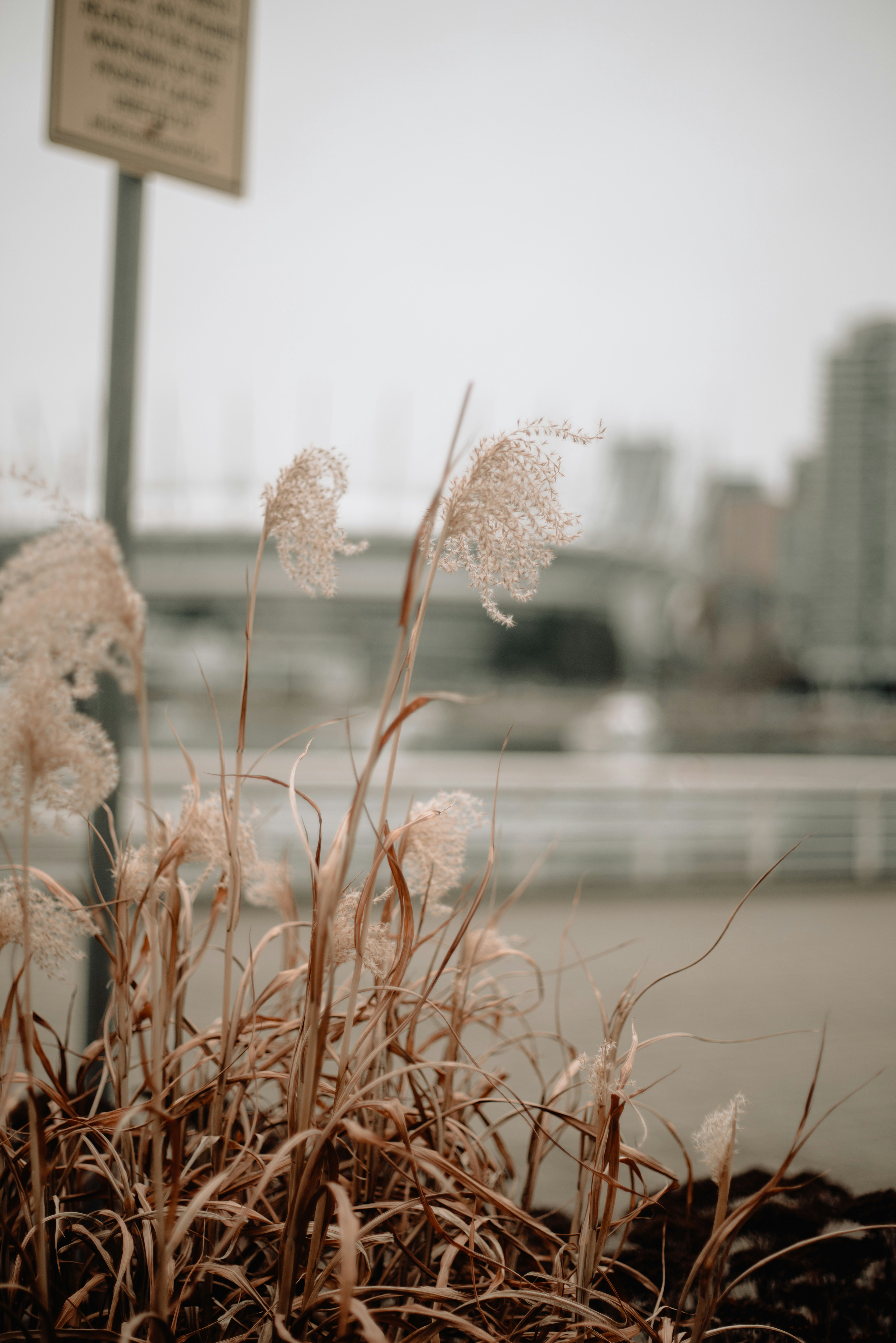 Tender Seedheads Against a Concrete Skyline