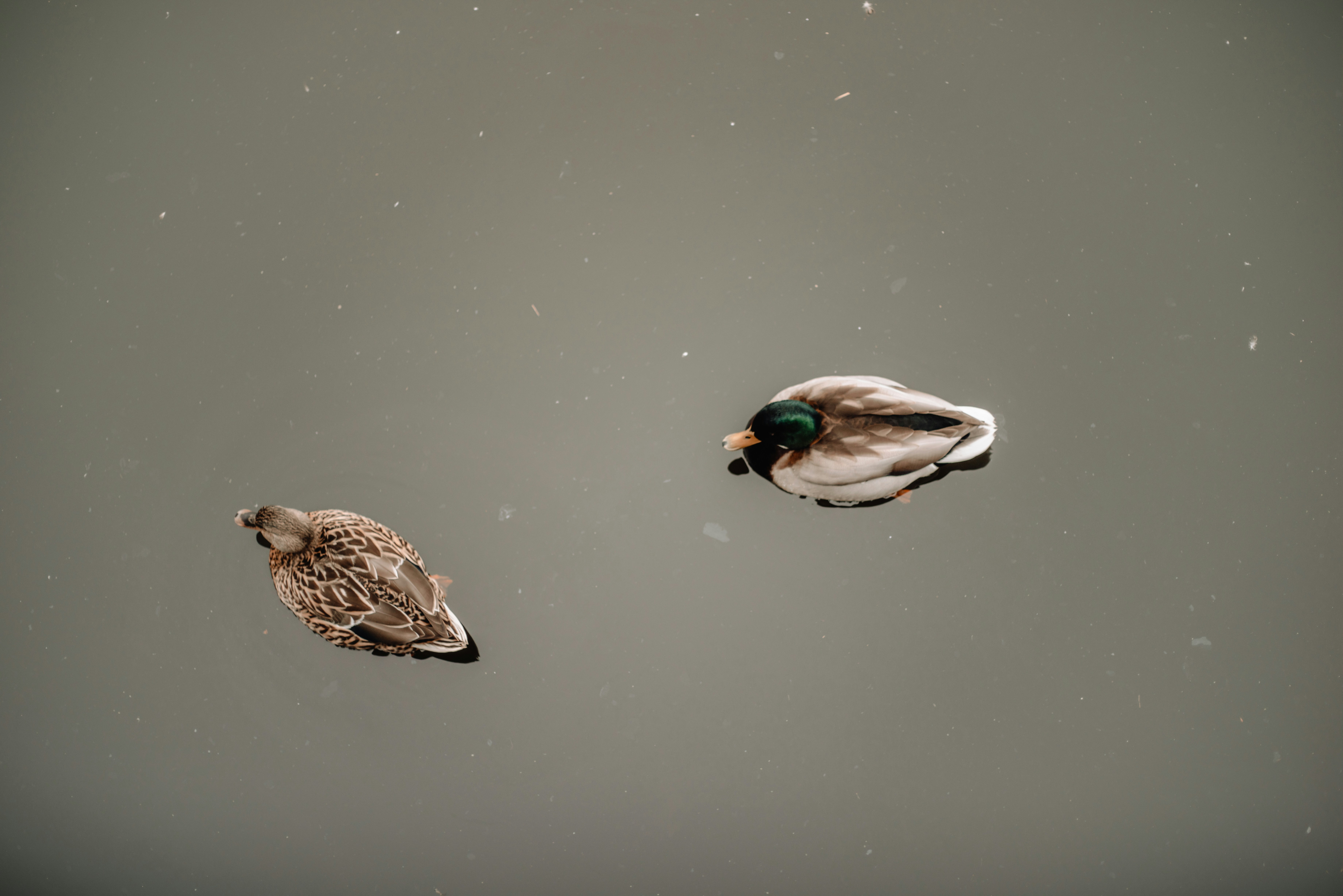 a couple of ducks floating on top of a lake