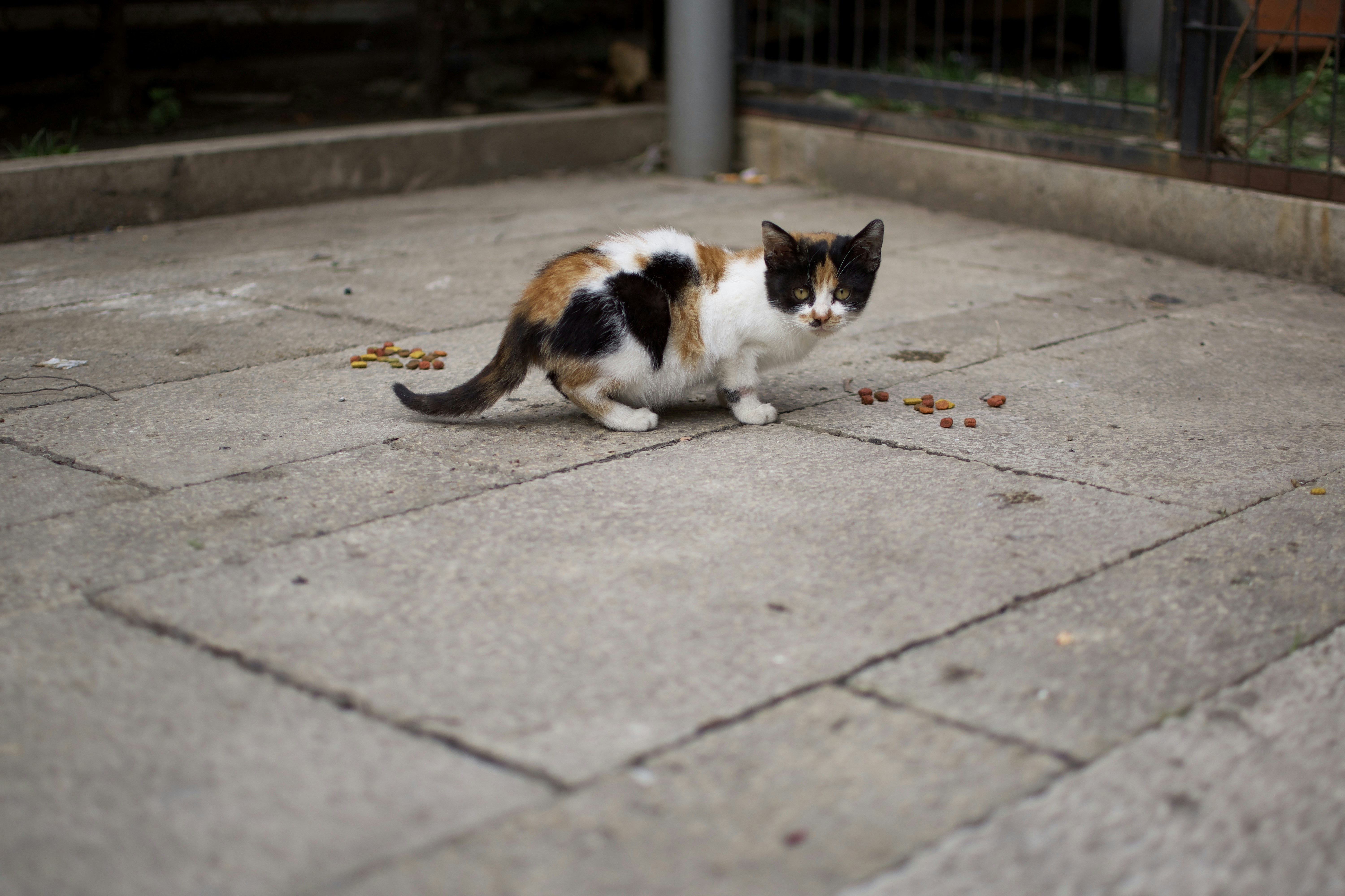 A calico cat eating food off of the ground photo – Free Animal Image on ...
