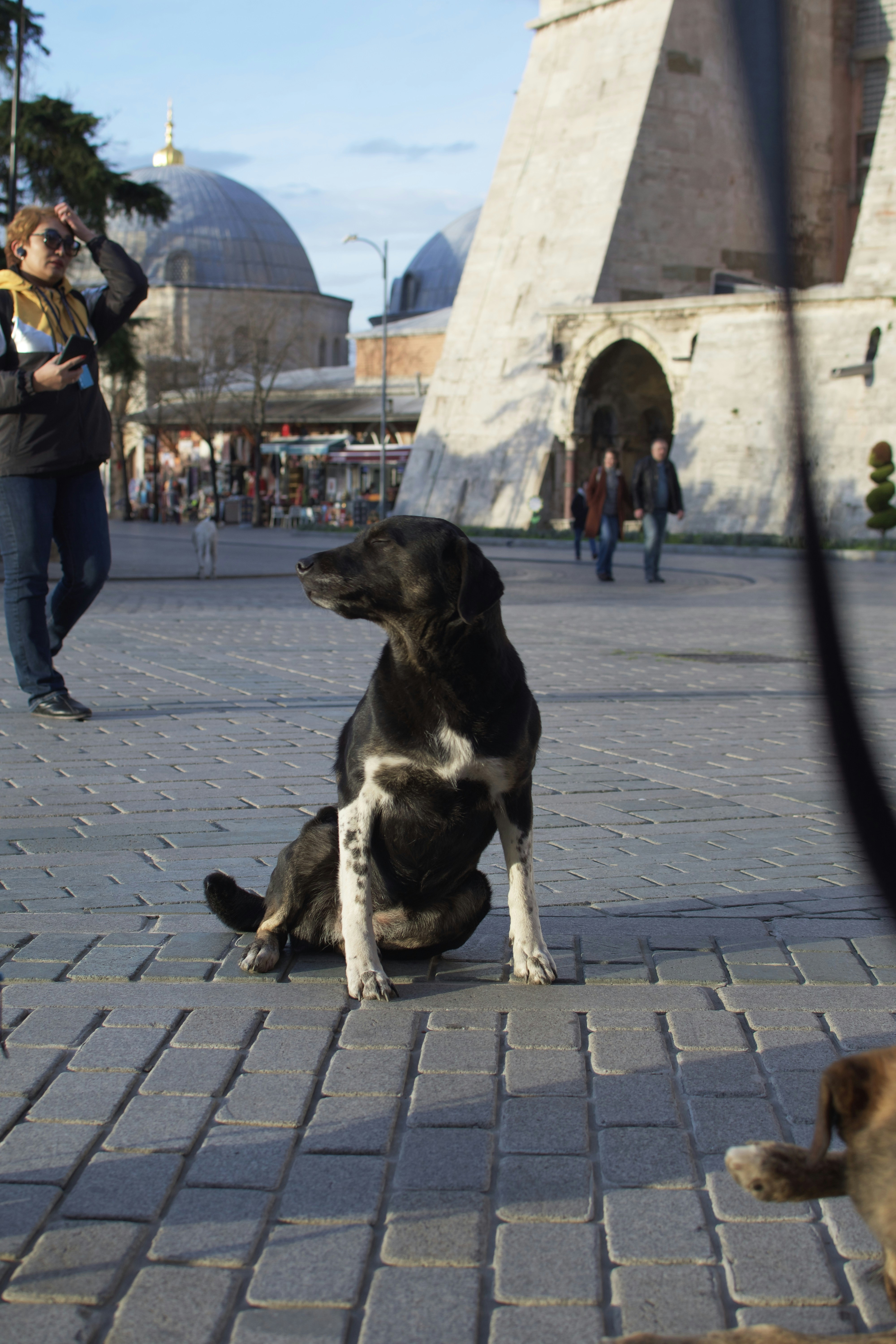 Cobblestone Square Sentinel: A Black-and-White Hound Pauses in a Busy Plaza