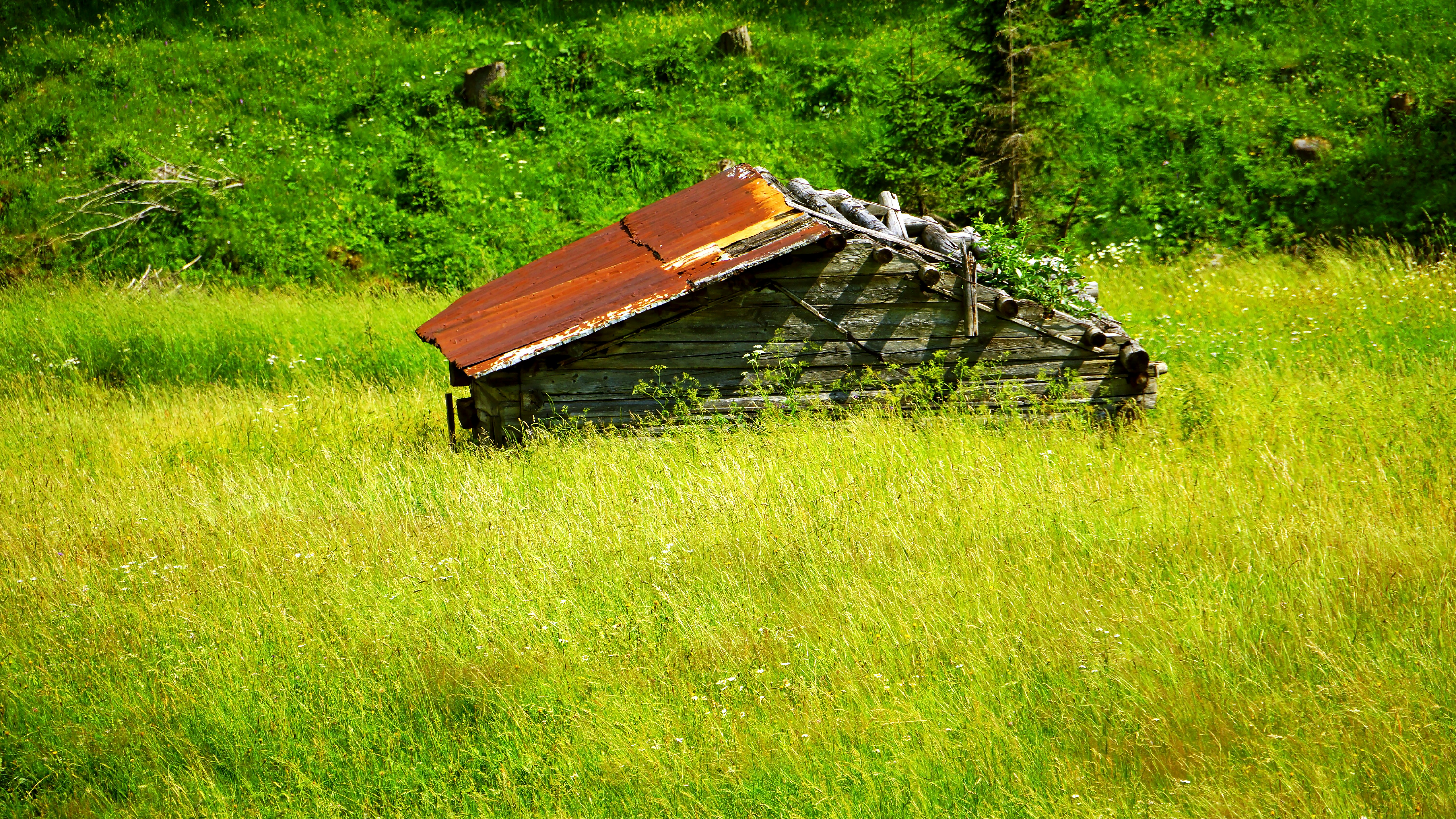 Rust, Roof, and Quiet: A Shaded Shed in a Meadow
