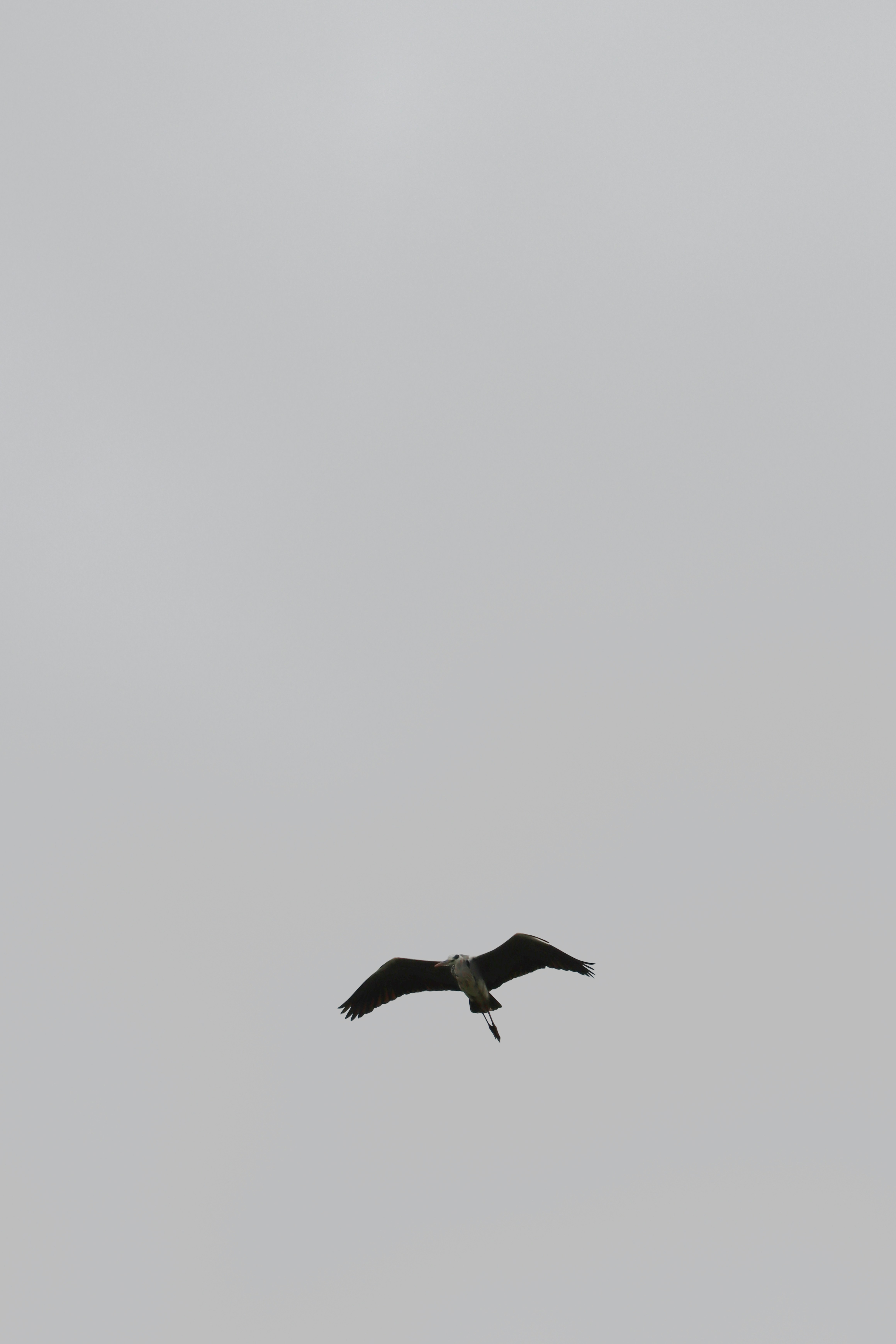 Un grand oiseau volant dans un ciel gris photo – Photo Route nim wan ...