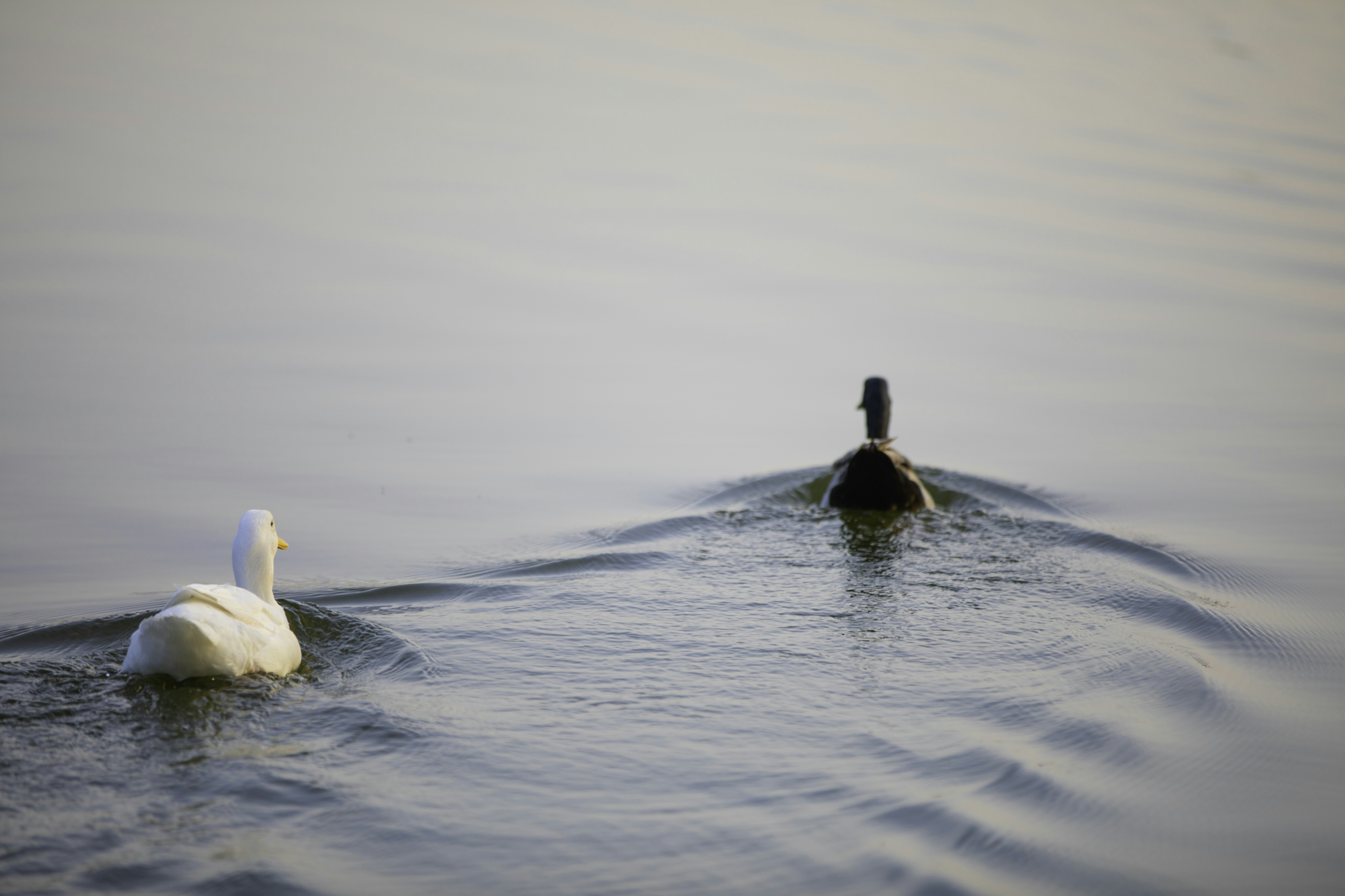 Gliding in Contrast: A White and a Dark Duck Trace Quiet Ripples