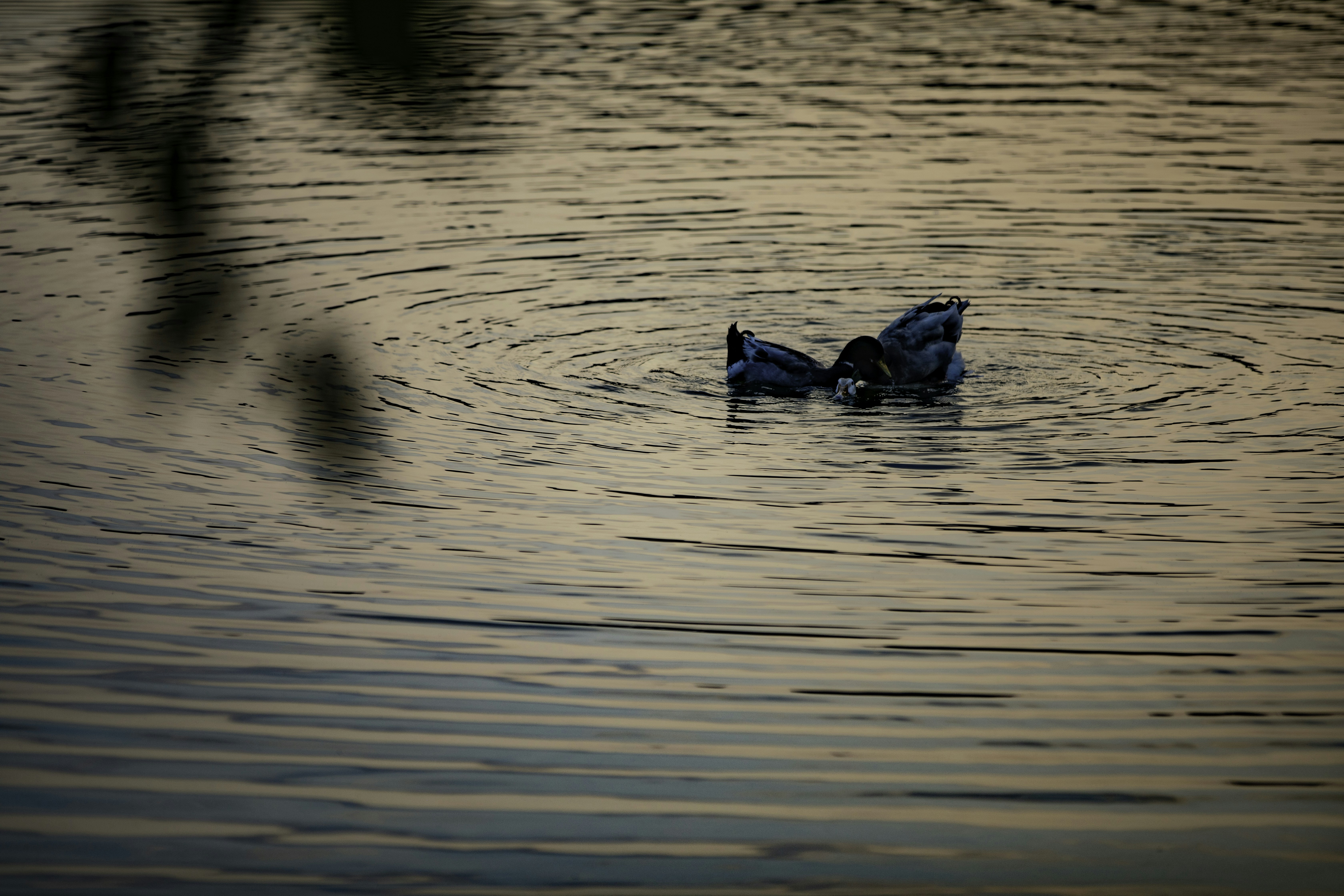Distant Winged Silhouette on Quiet Lake