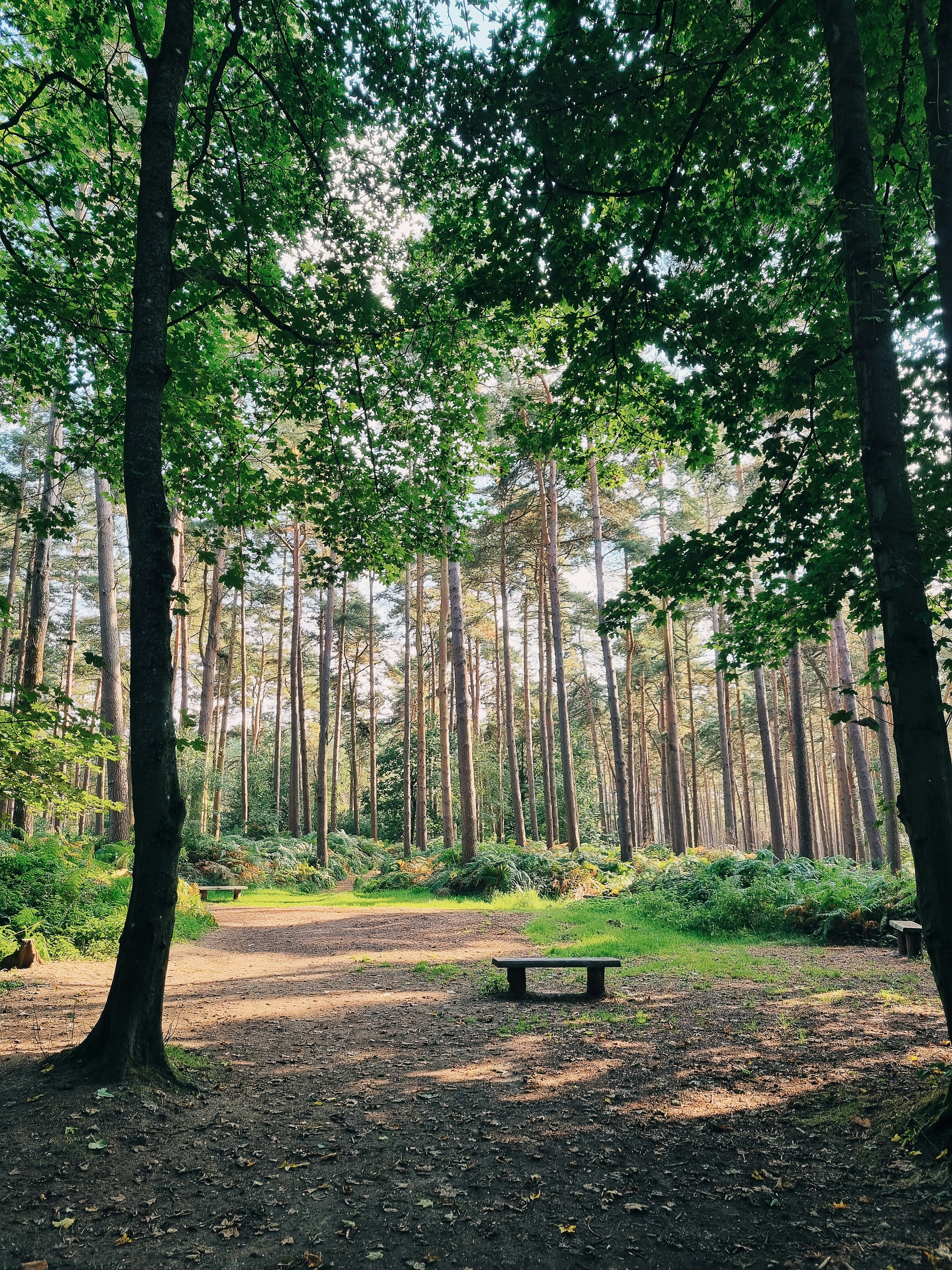 A bench among the trees 