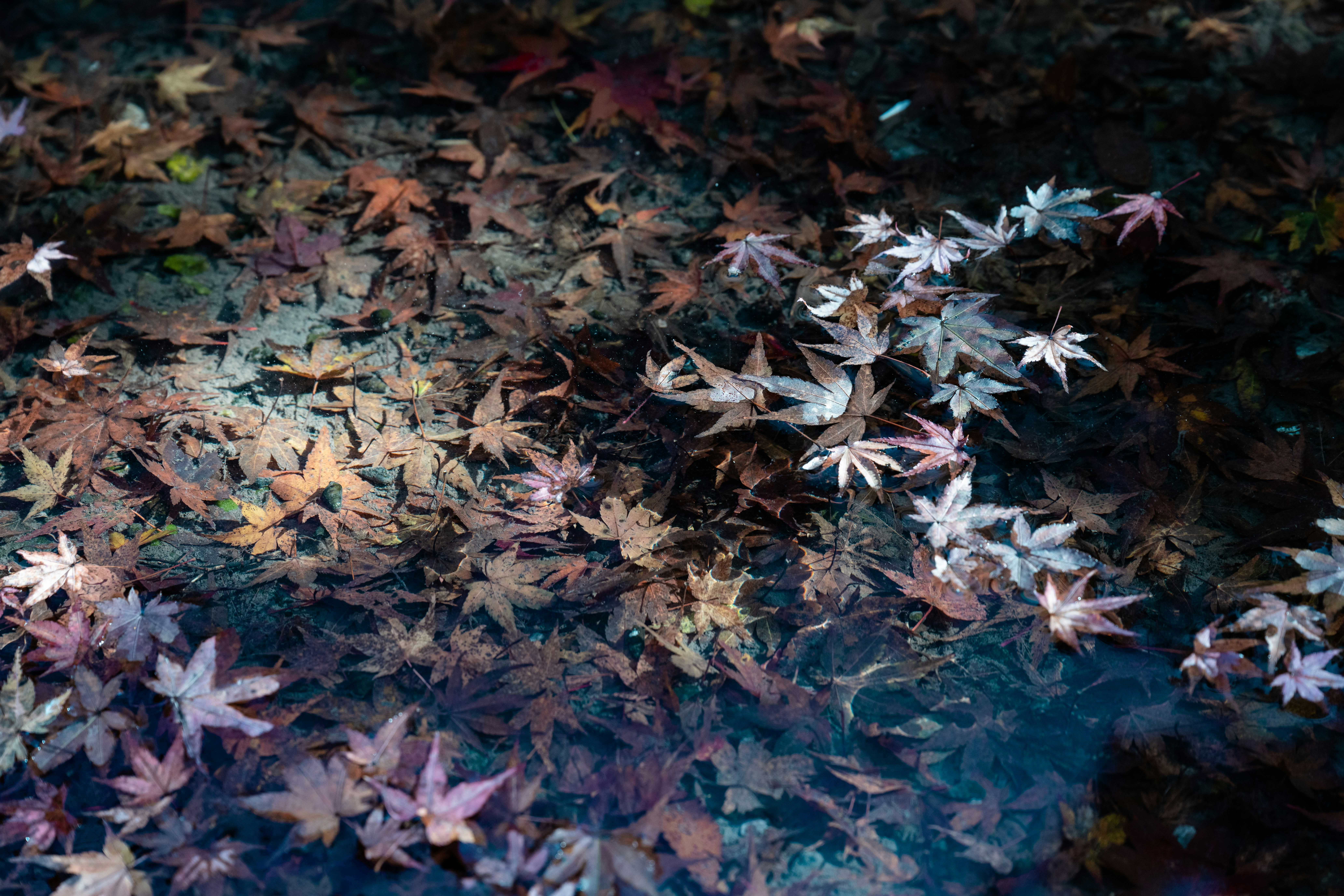 Blue Hour Maple Leaves Drift Across a Quiet River