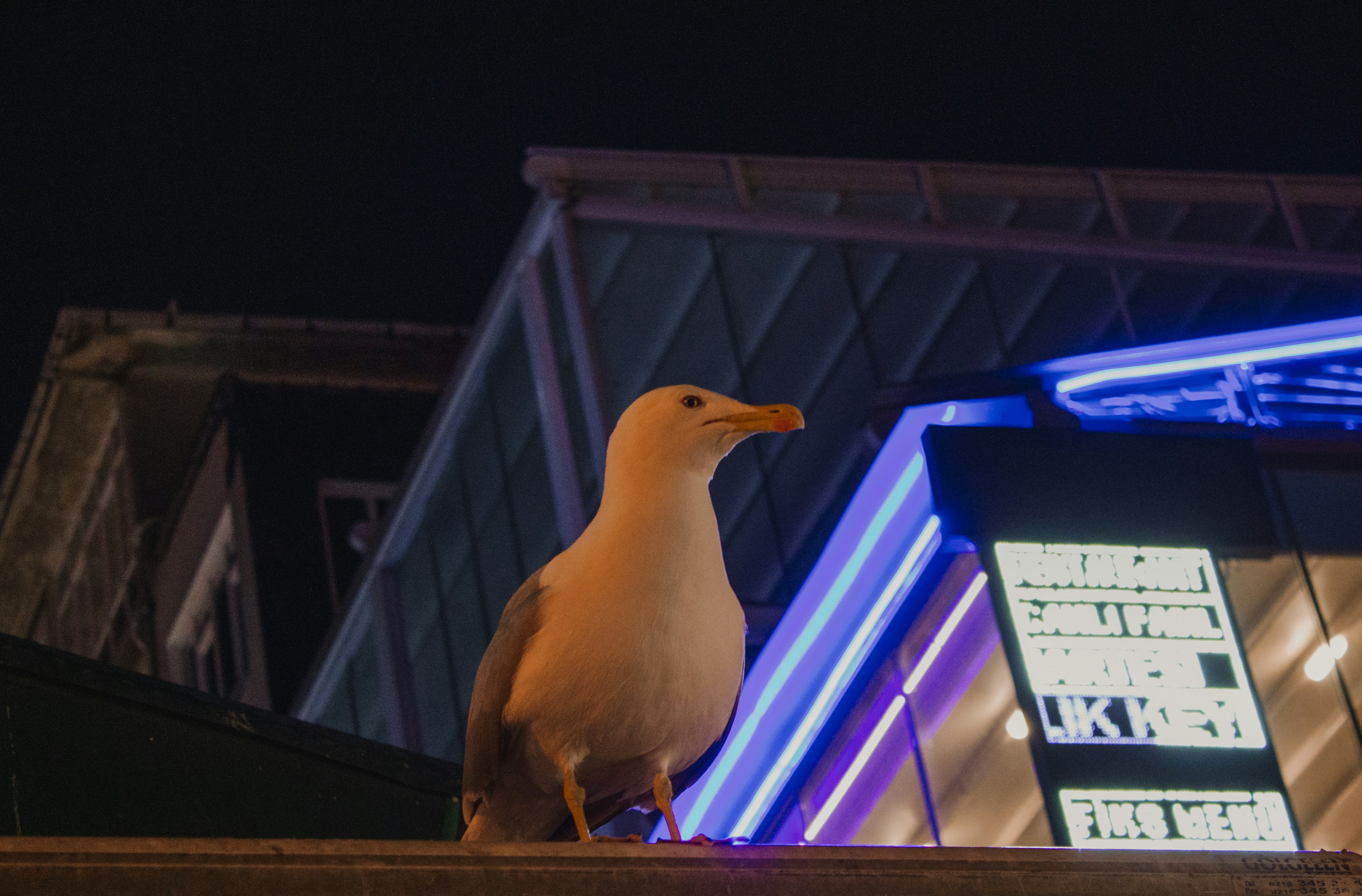 a white bird sitting on top of a building