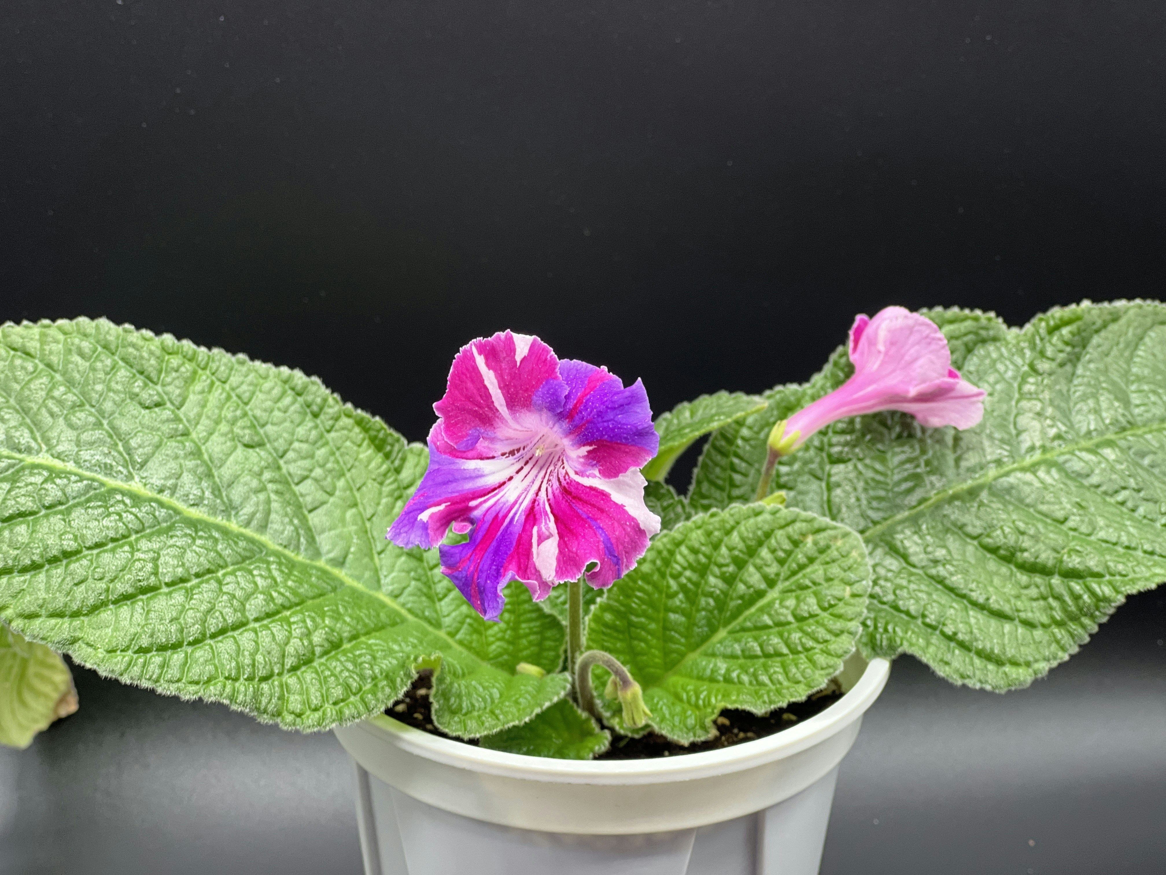 Pink-margined bloom at the center of a potted green-leaved companion