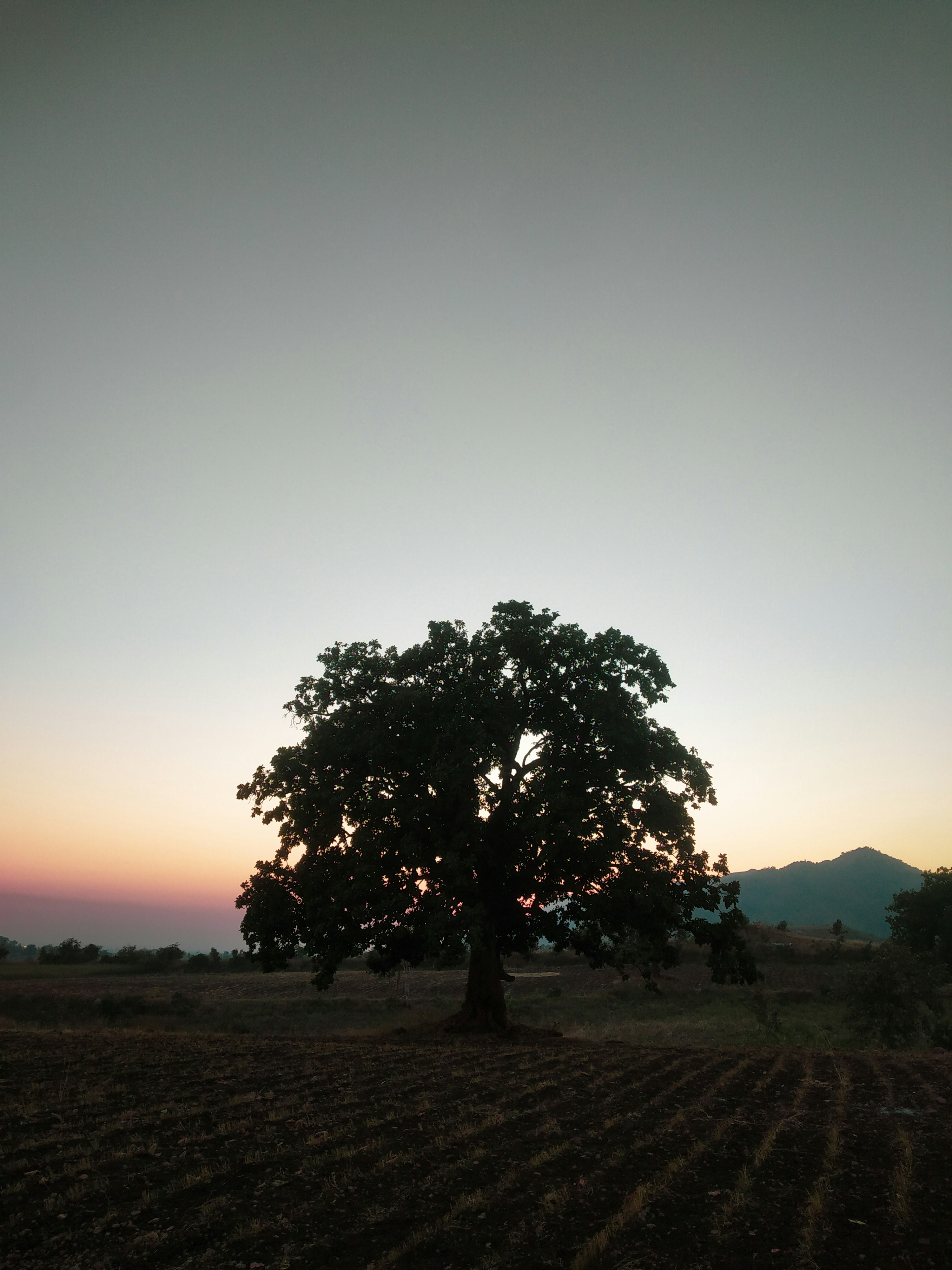 A solitary tree stands silhouetted against a gradient twilight sky, embodying tranquility in a rural landscape.