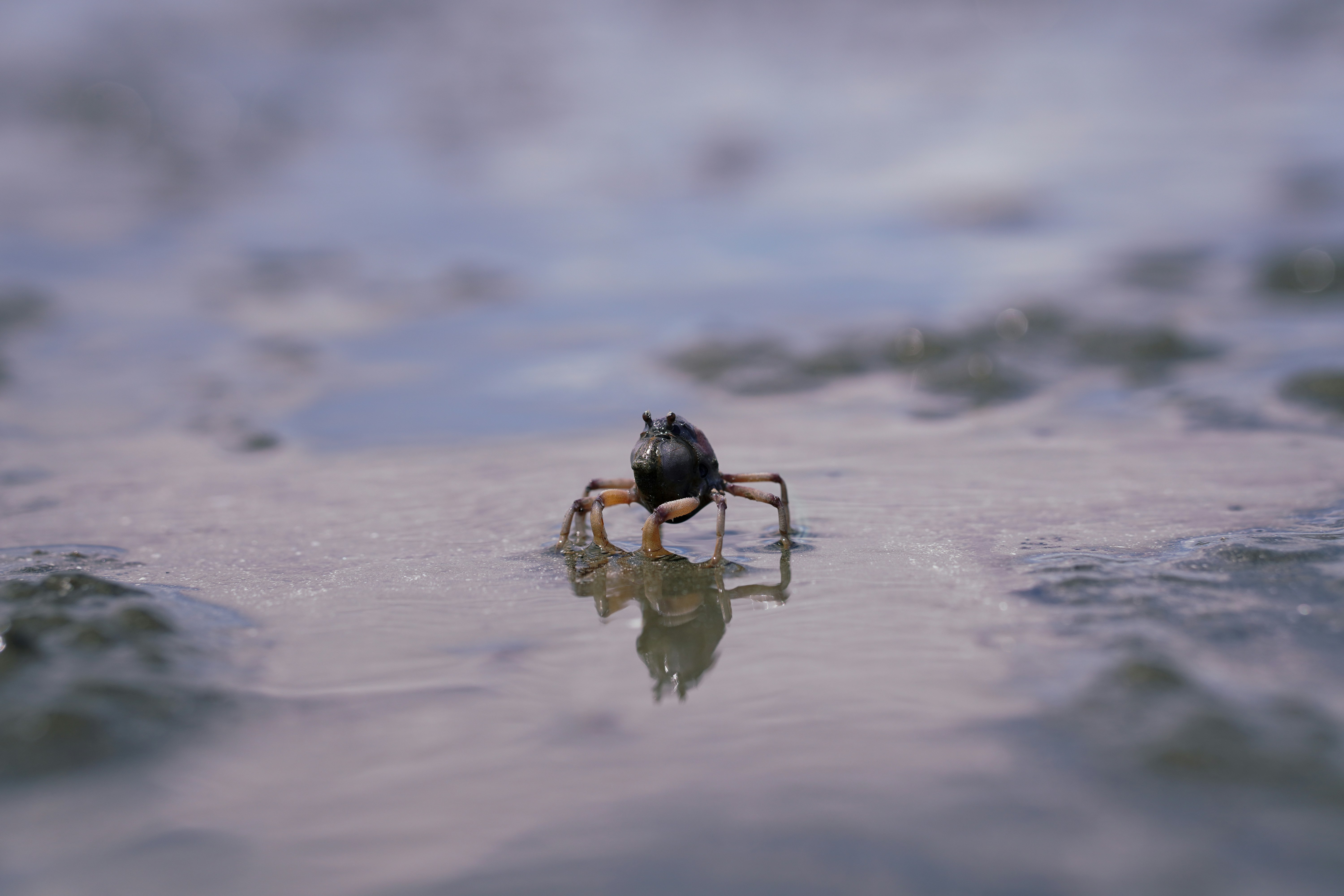 Soldier Crab on the beach of Bribie Island, Australia