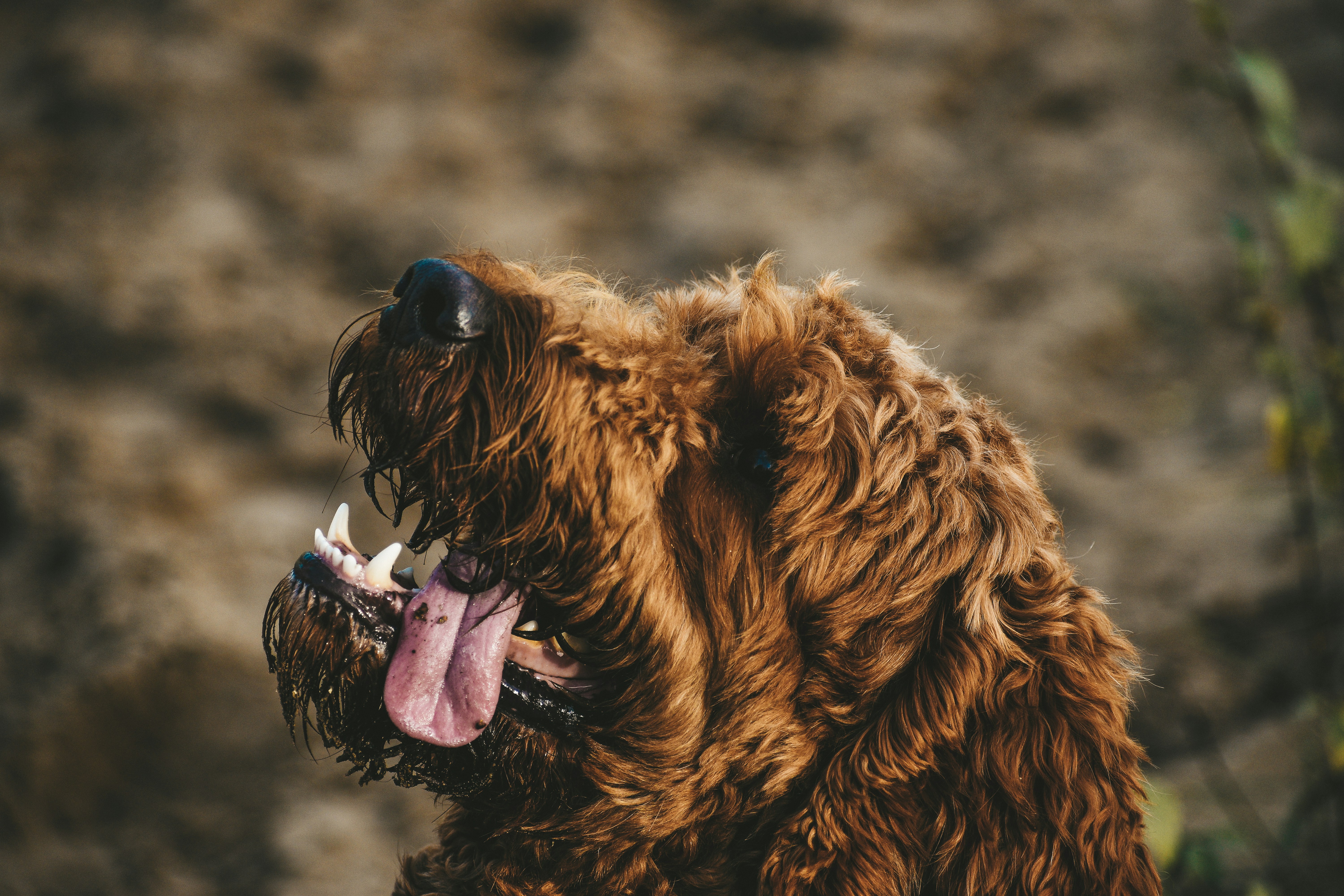 Mud-Splashed Smile: A Close-Up of a Curly-Coated Dog