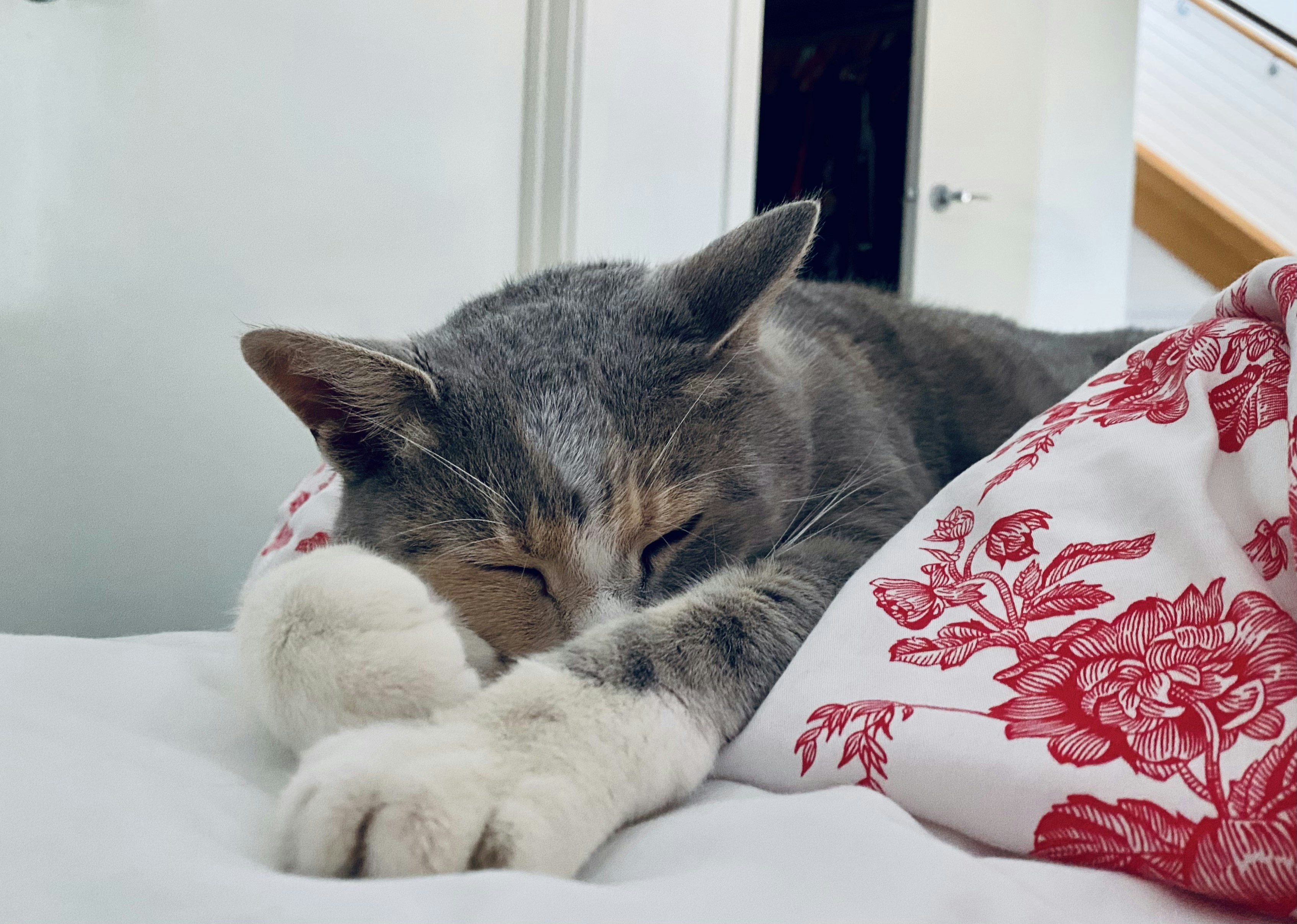 Kate Stone Matheson (@kstonematheson) | Unsplash Photo Community