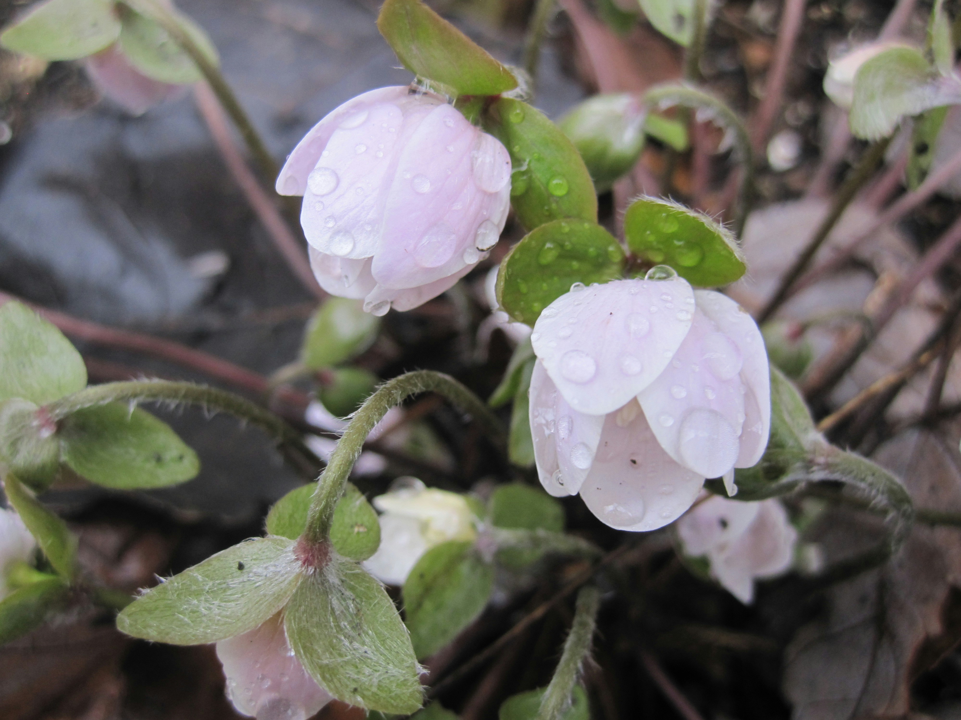 Delicate pink flowers adorned with droplets of water, nestled among green leaves in a natural setting.