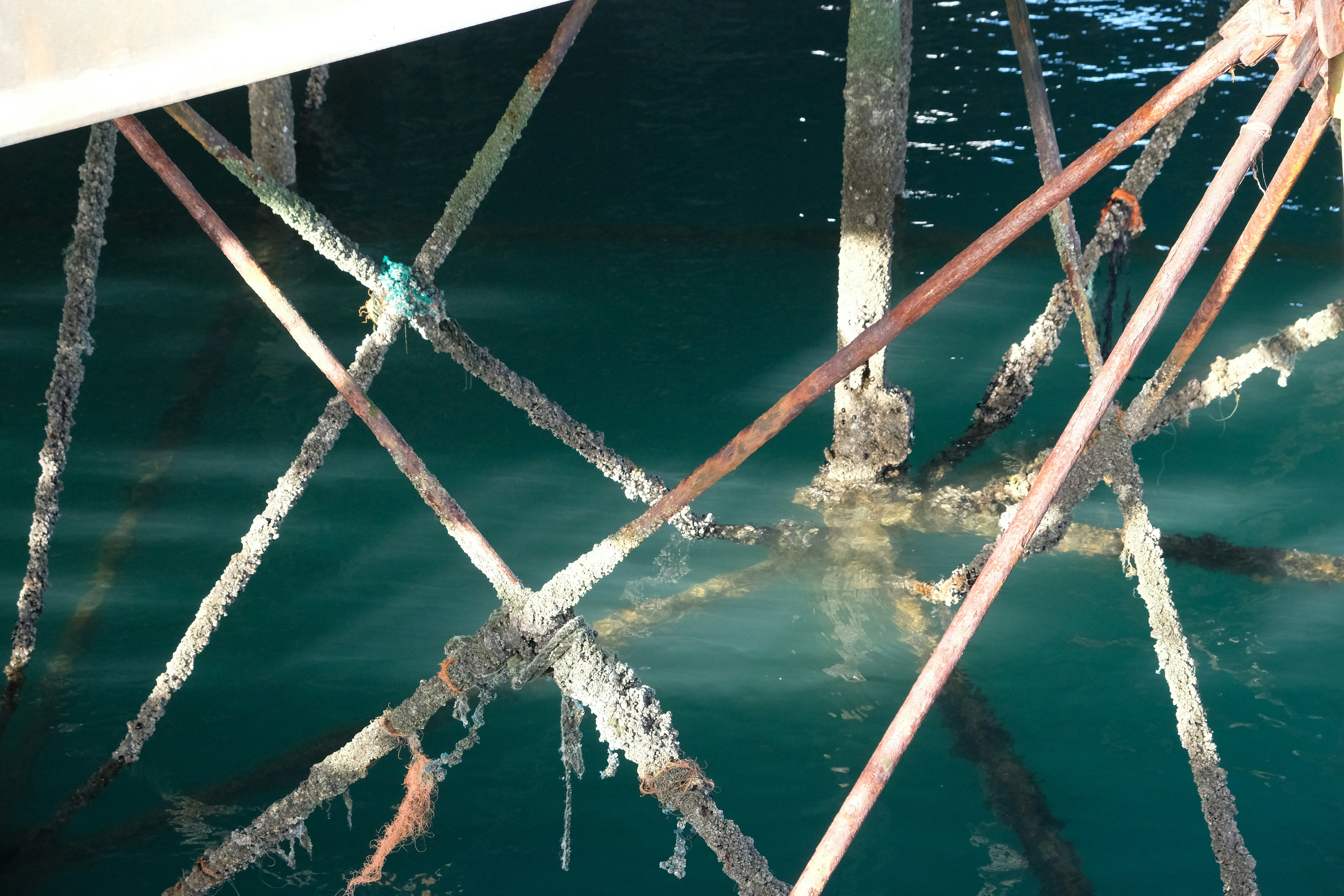 Ice-Lace Grid Over Turquoise Currents: A Structural Portrait