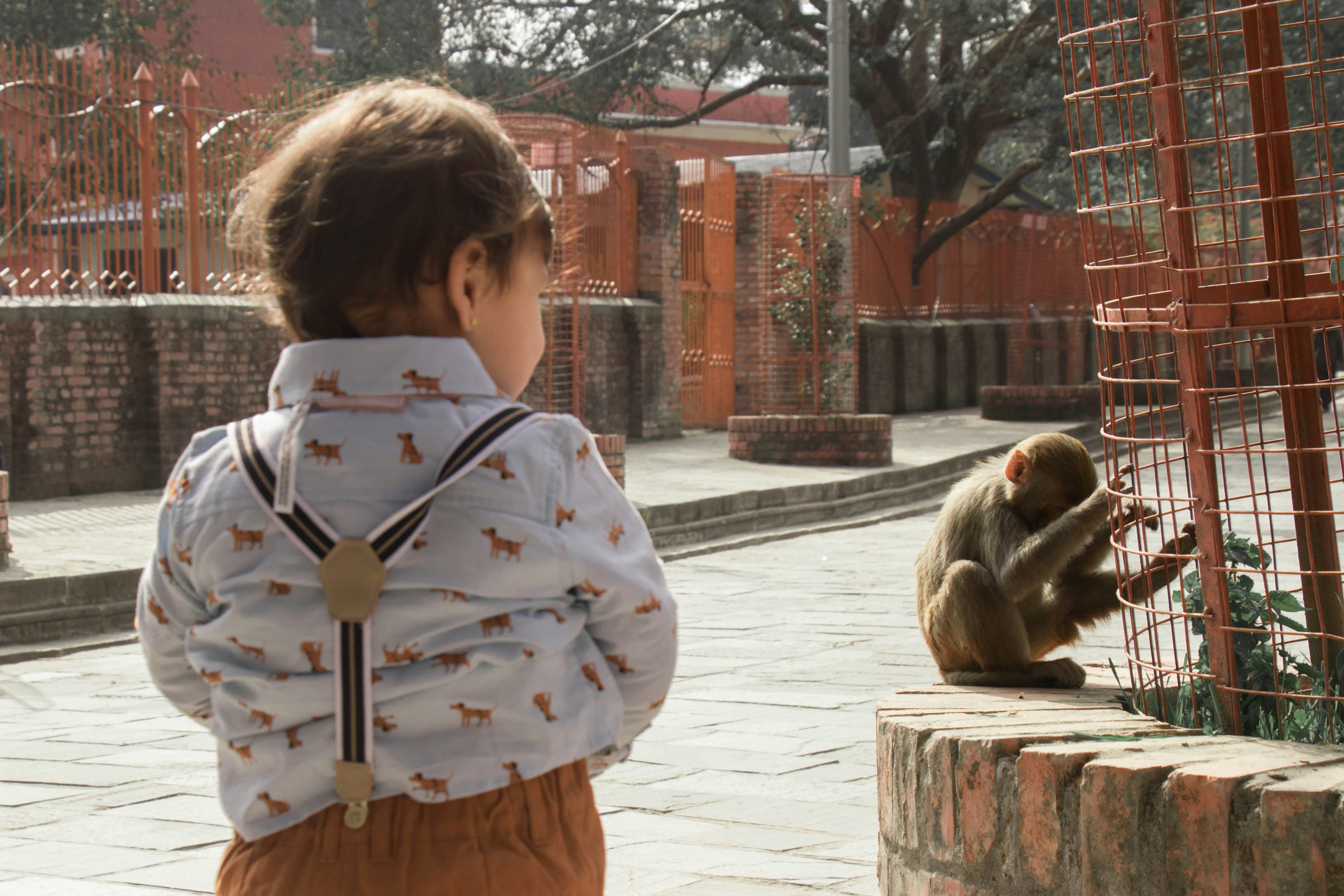 Gaze Across the Brick Courtyard: A Child Locks Eyes with a Curious Monkey