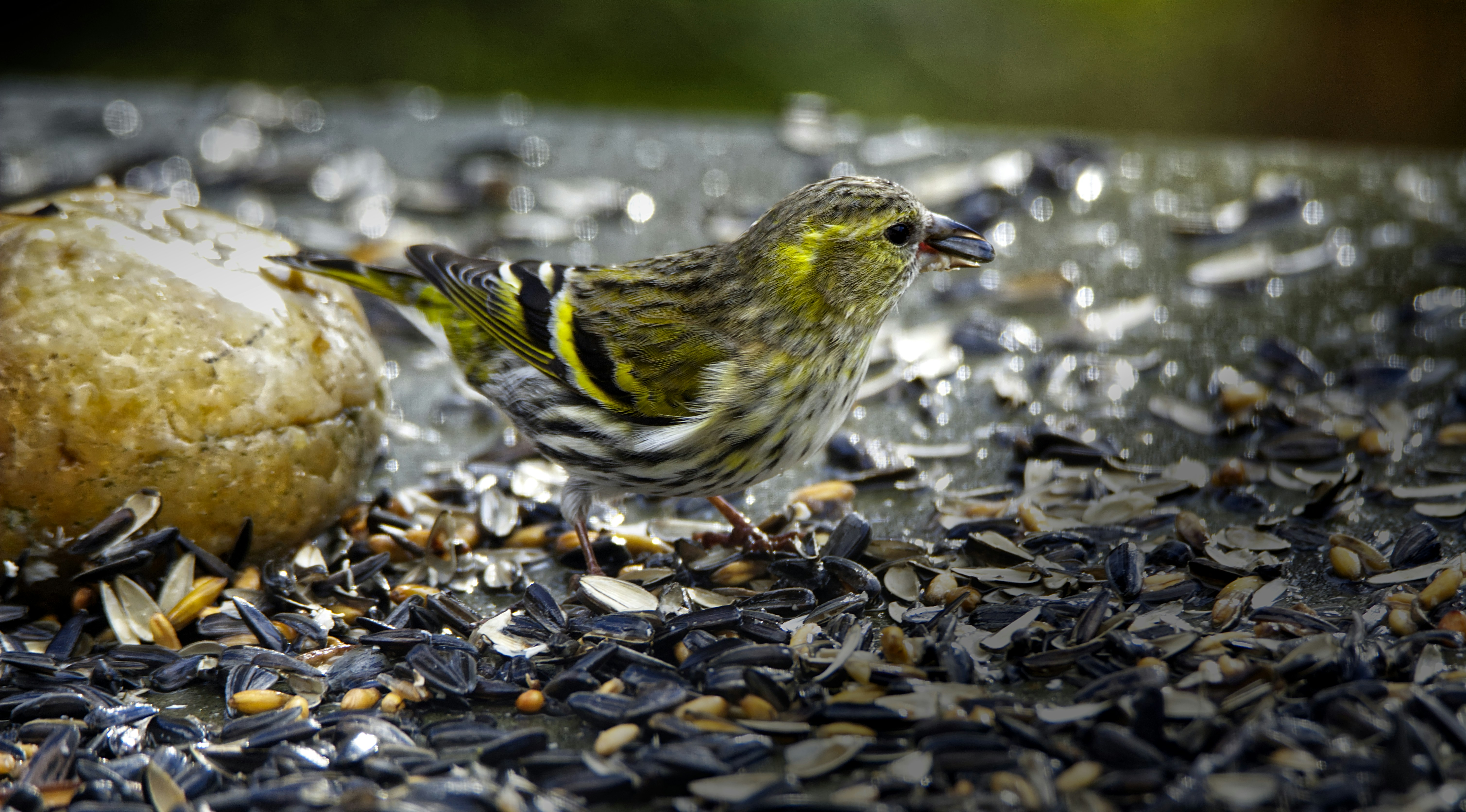 Seed-Scatter on a Rock: a Yellow-throated Warbler among sunflower seeds