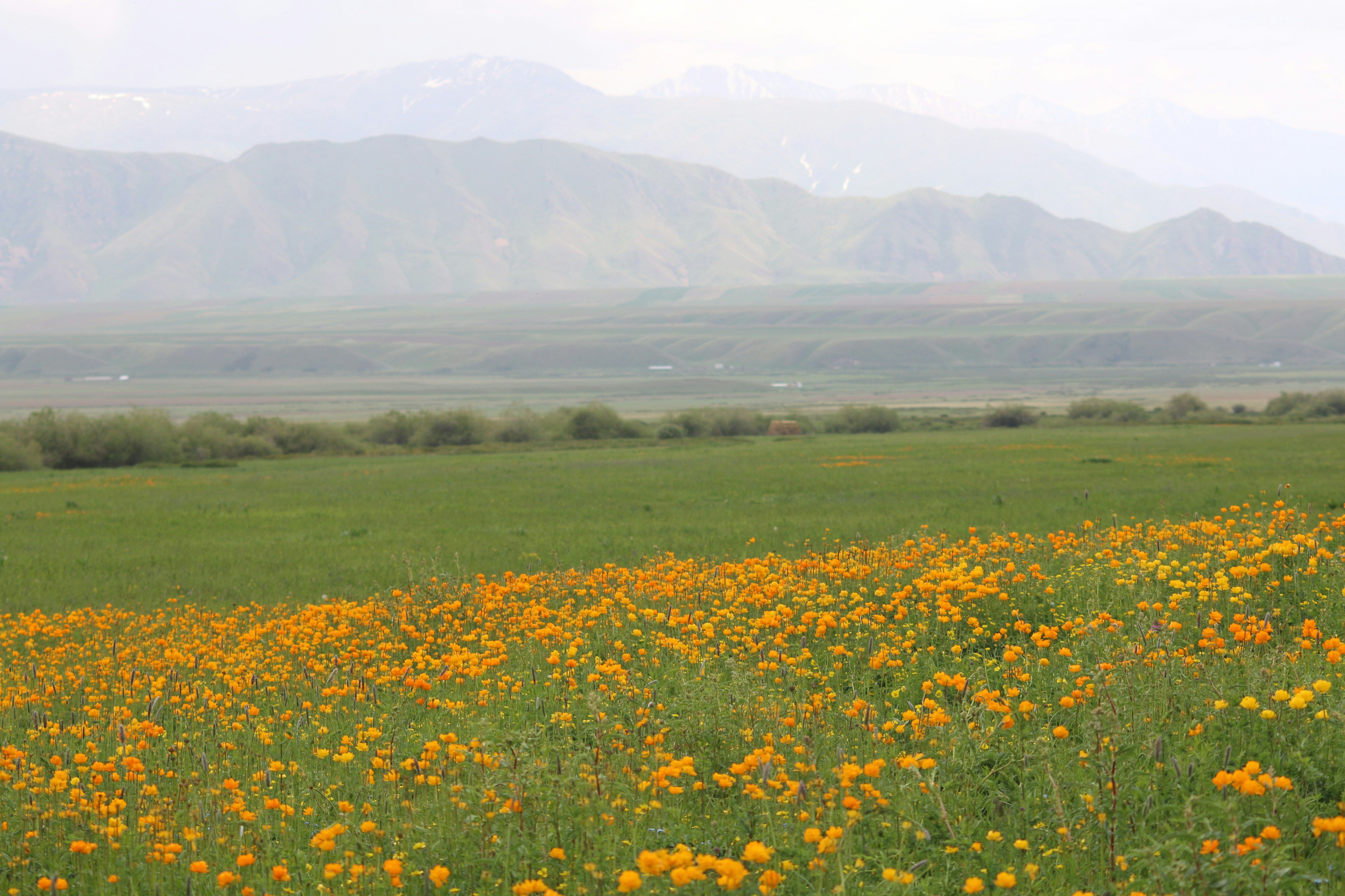 Vibrant field of yellow flowers stretching across a lush green landscape, framed by distant mountains under a soft sky.