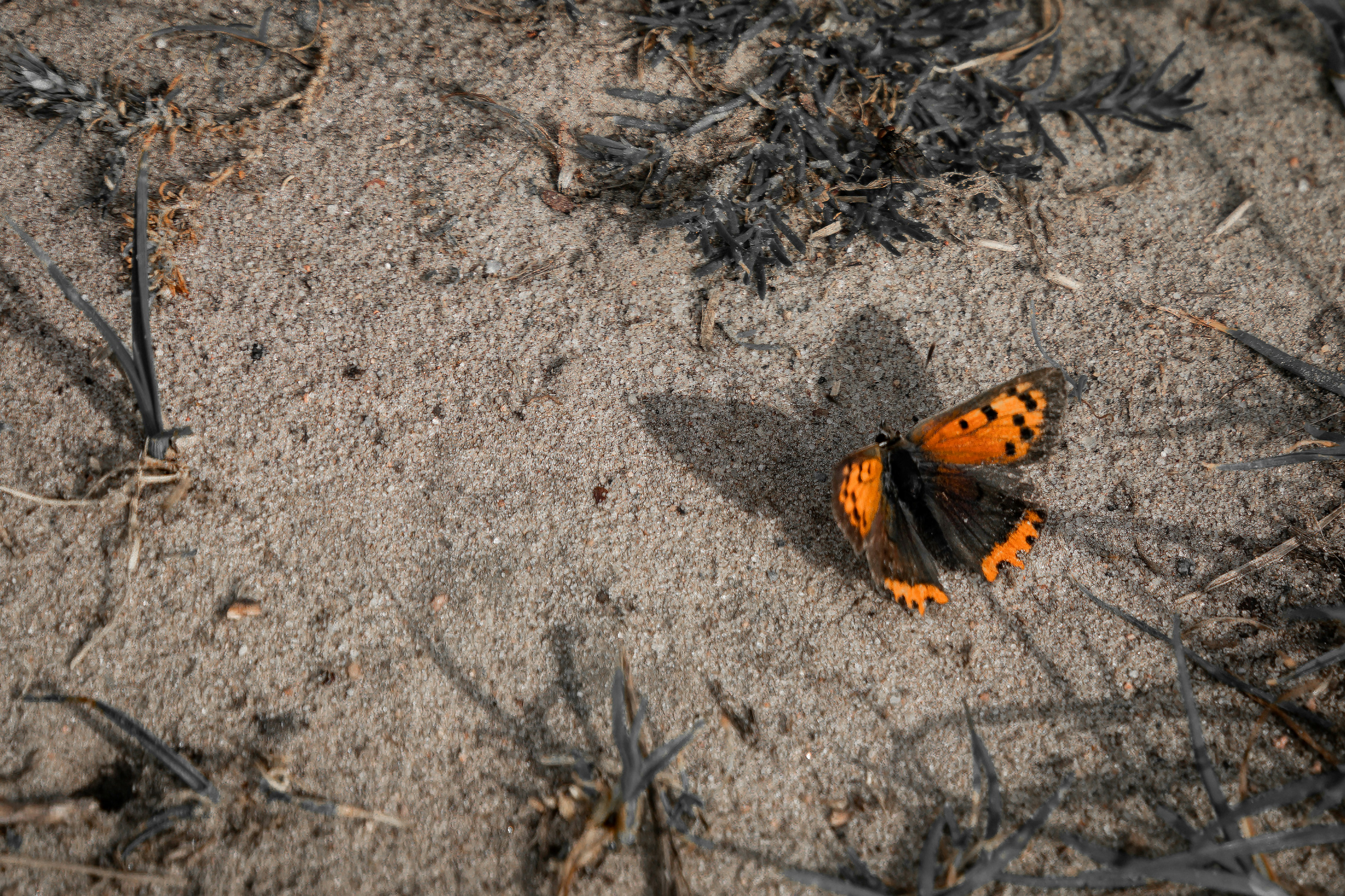 A vibrant butterfly with orange and black wings rests on sandy terrain, casting a delicate shadow. The surrounding sparse vegetation enhances its natural beauty.