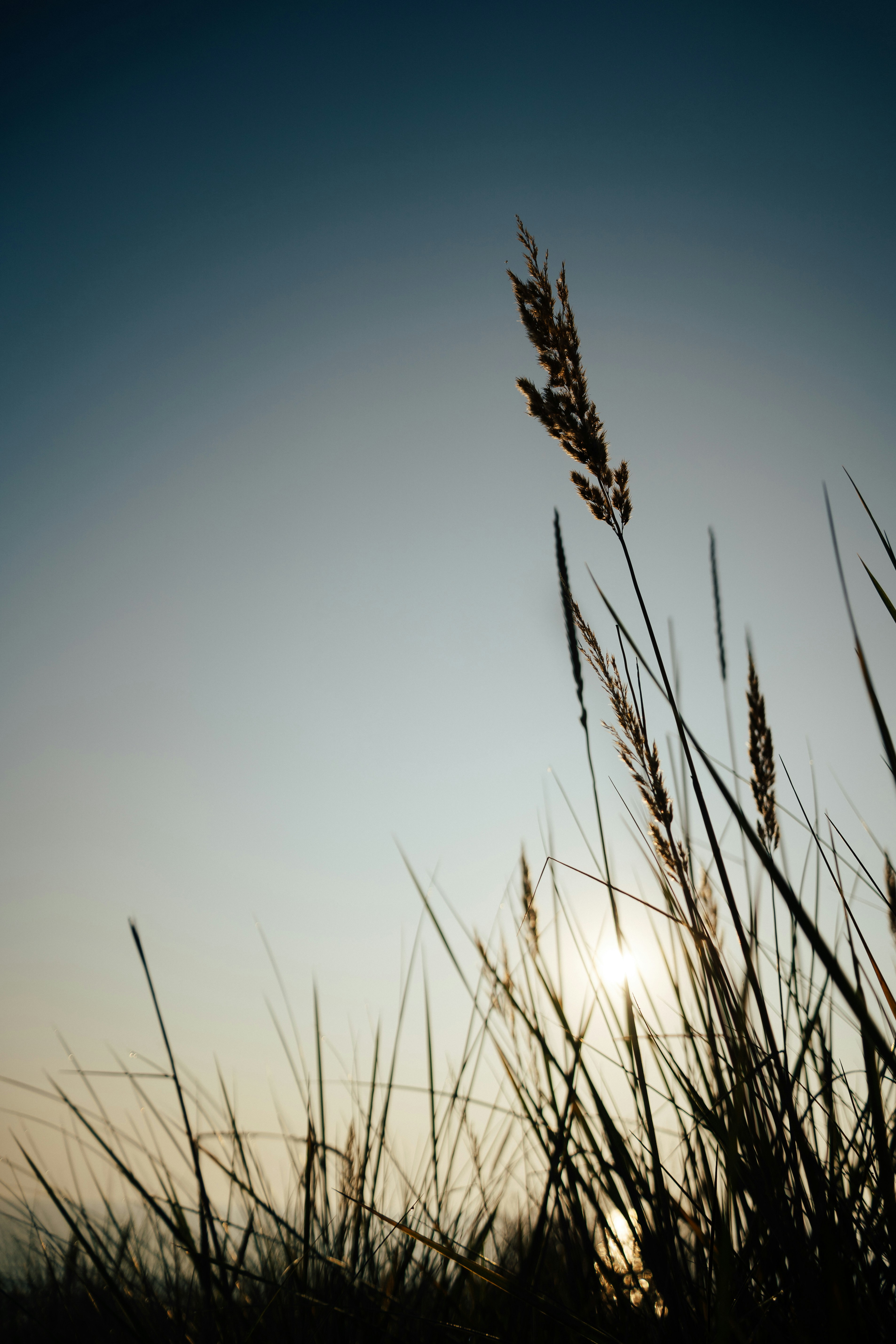 Silhouetted grass swaying gently against a soft gradient sky as the sun sets in the background.