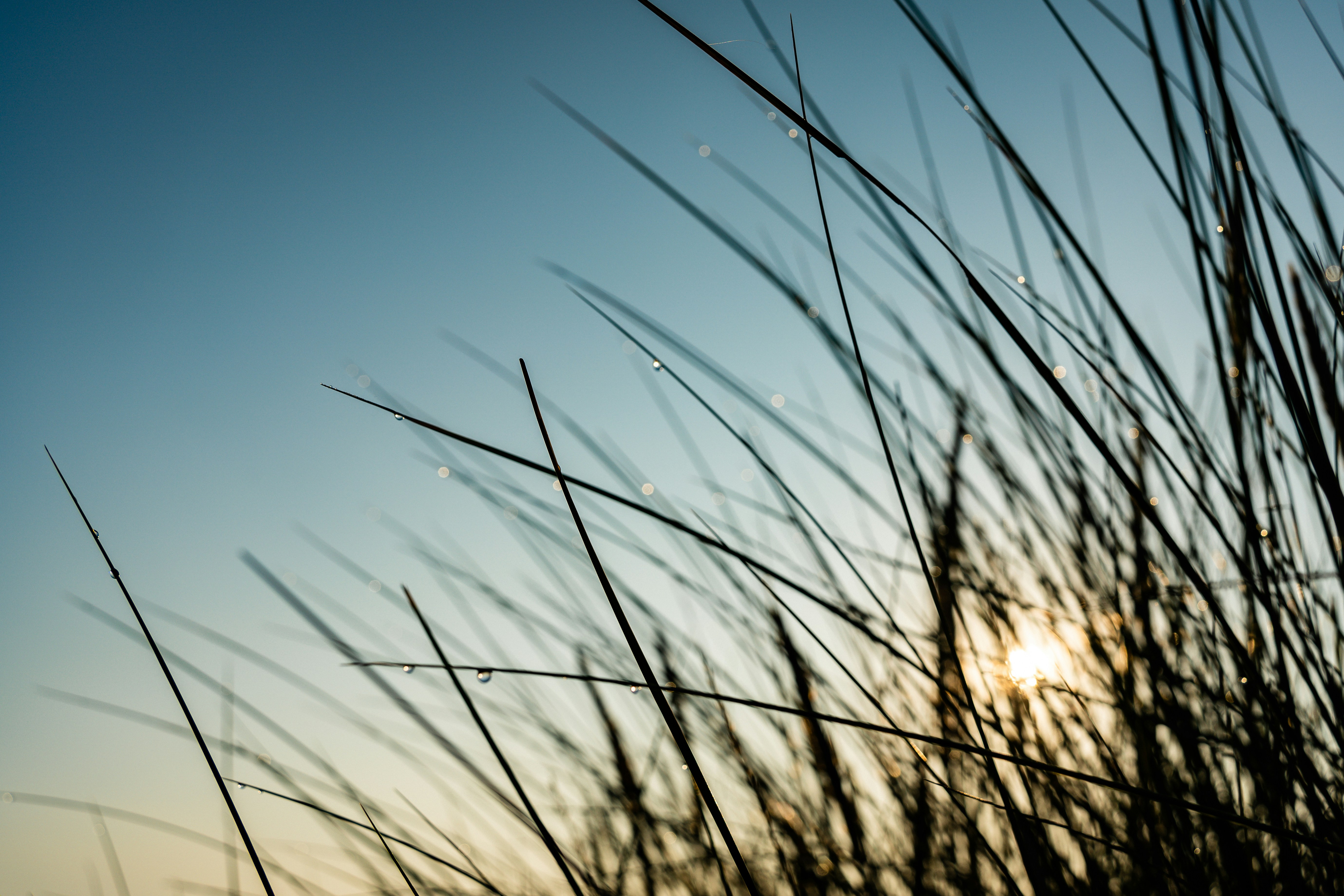 Silhouetted grass blades glisten with dew against a soft sunrise backdrop, capturing the essence of early morning tranquility.