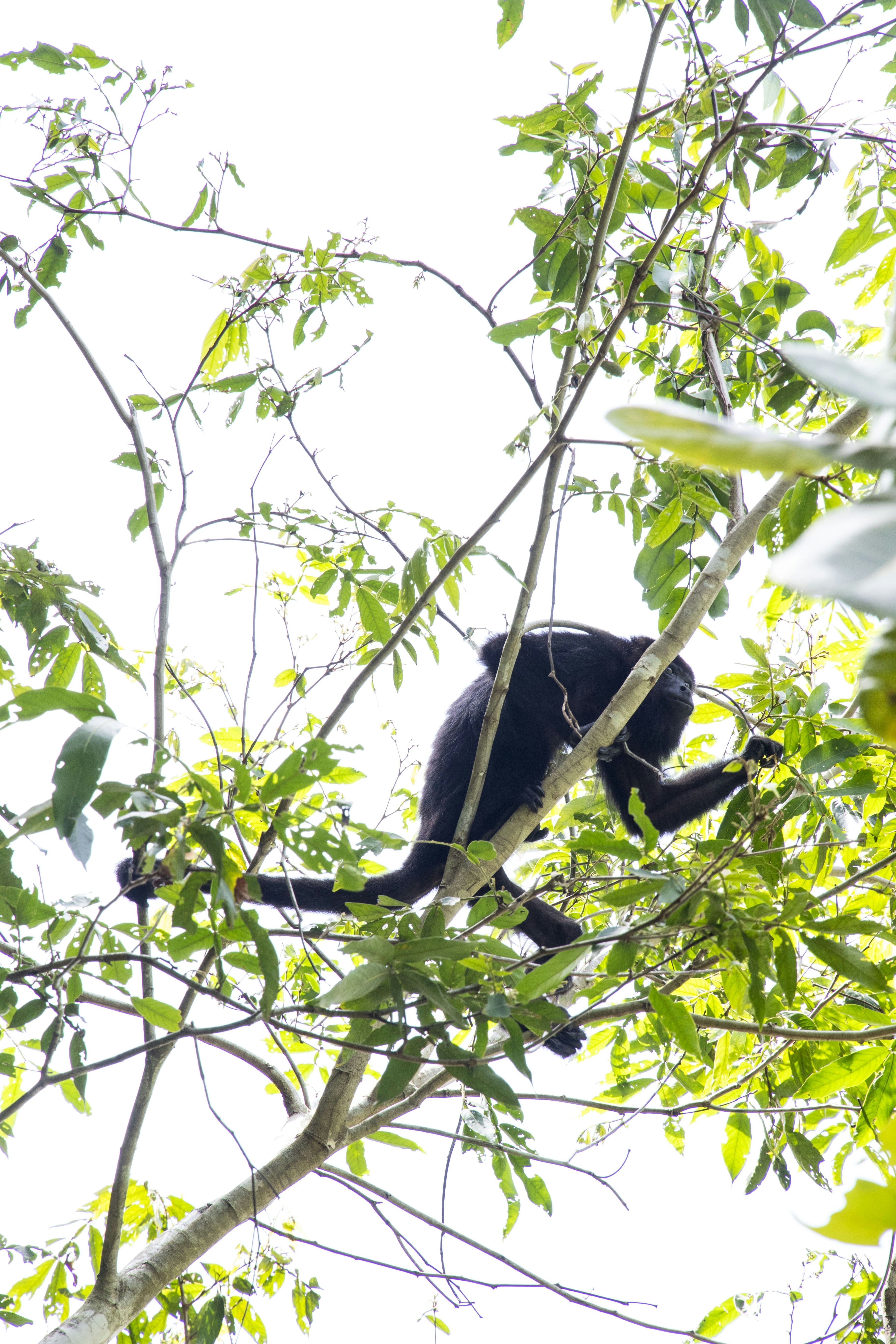 Un singe noir assis au sommet d’une branche d’arbre photo – Photo ...