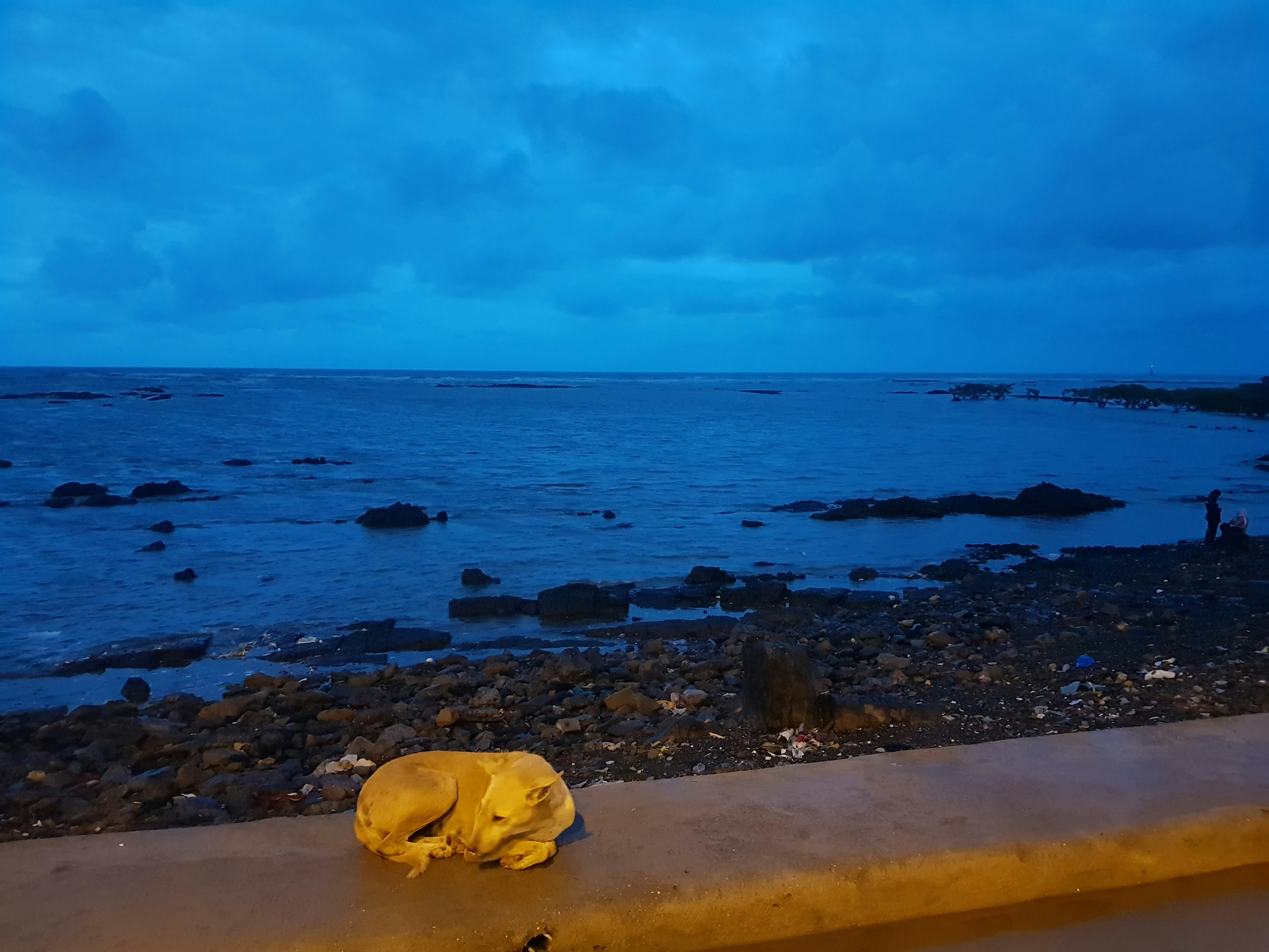 Serene Slumber by the Arabian Sea