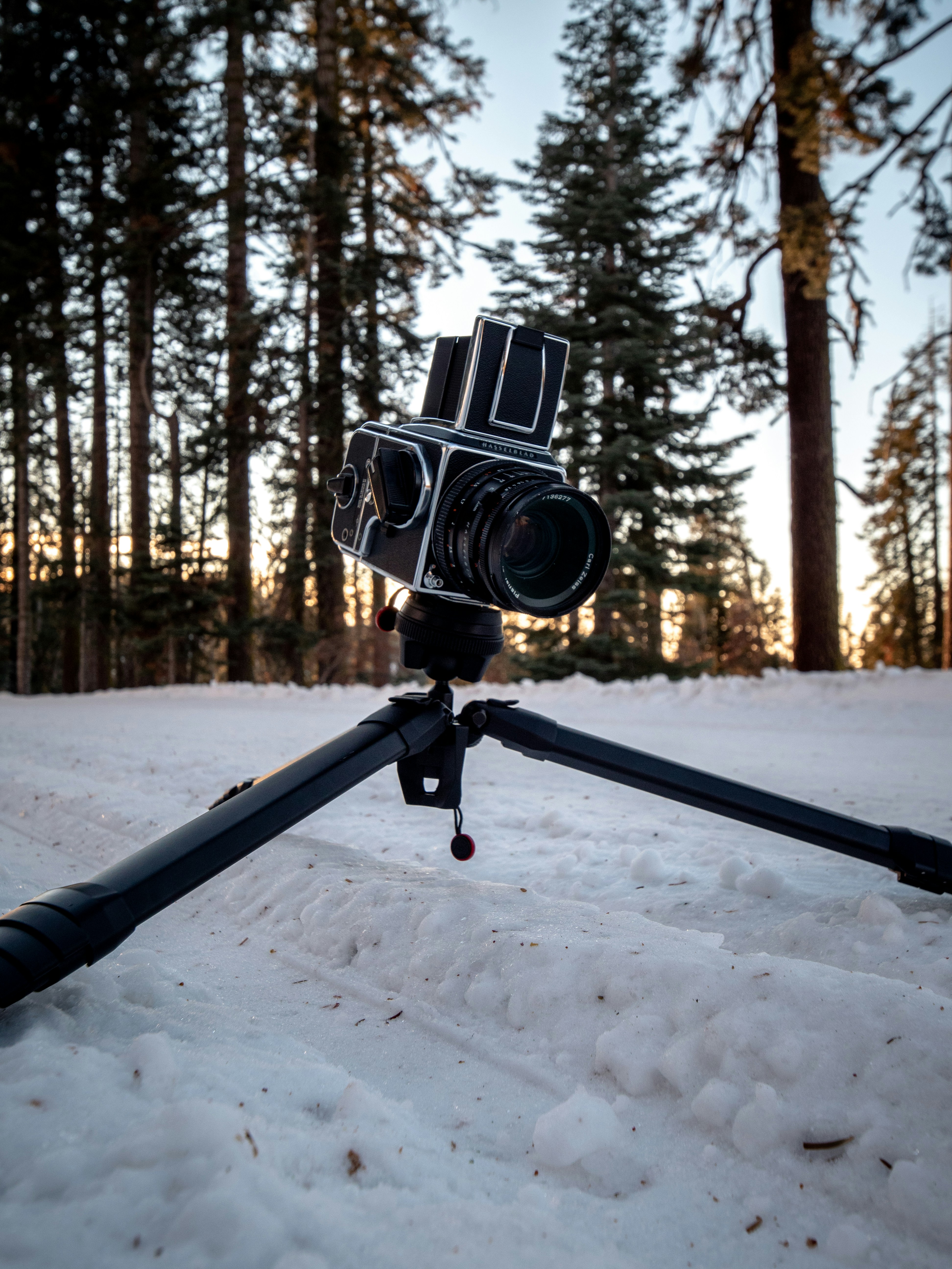 Vintage Twin-Lens on a Snowy Tripod Beneath Dusk-Painted Pines