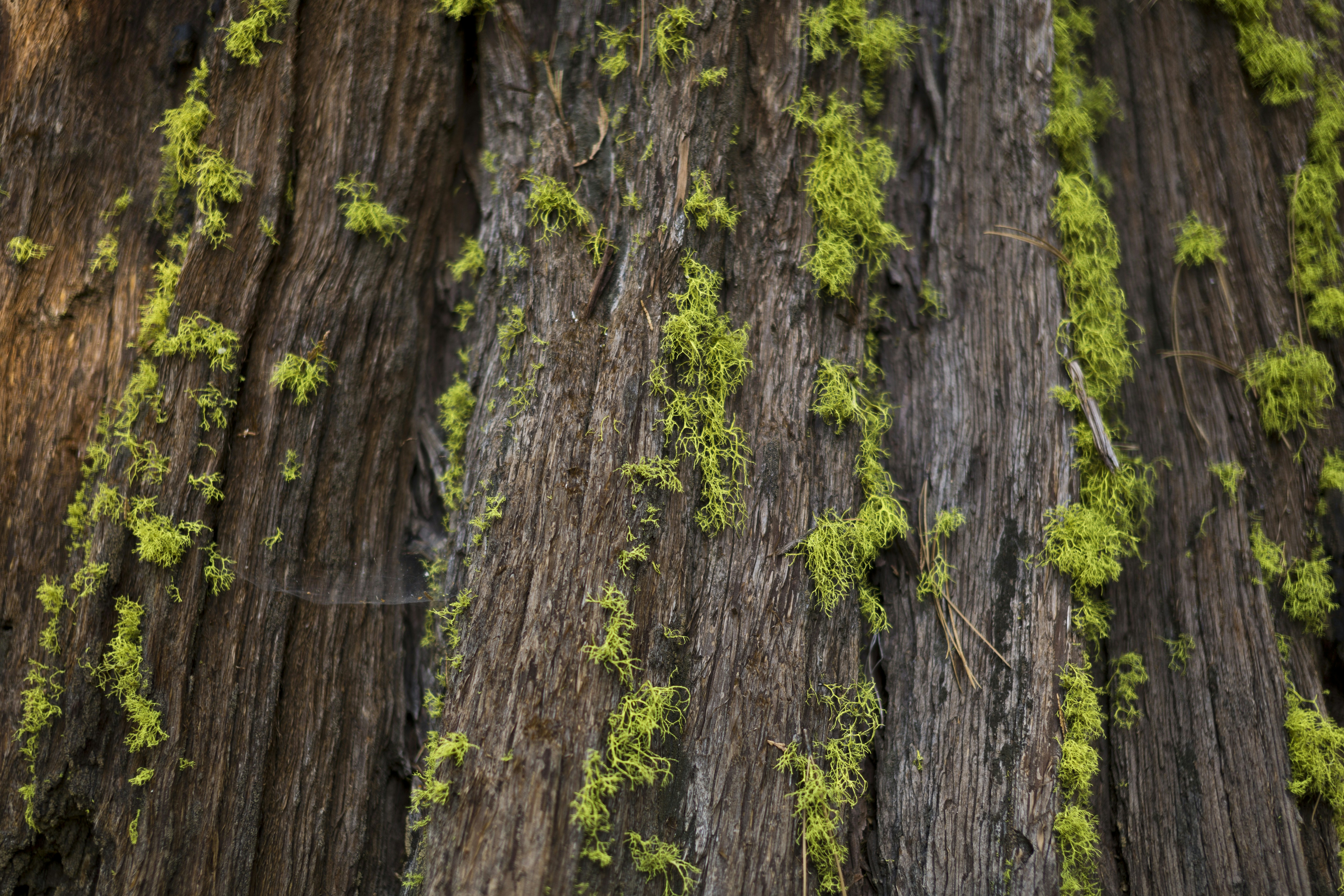 Verdant Veins Across Ancient Bark: Moss Weaving Through Time