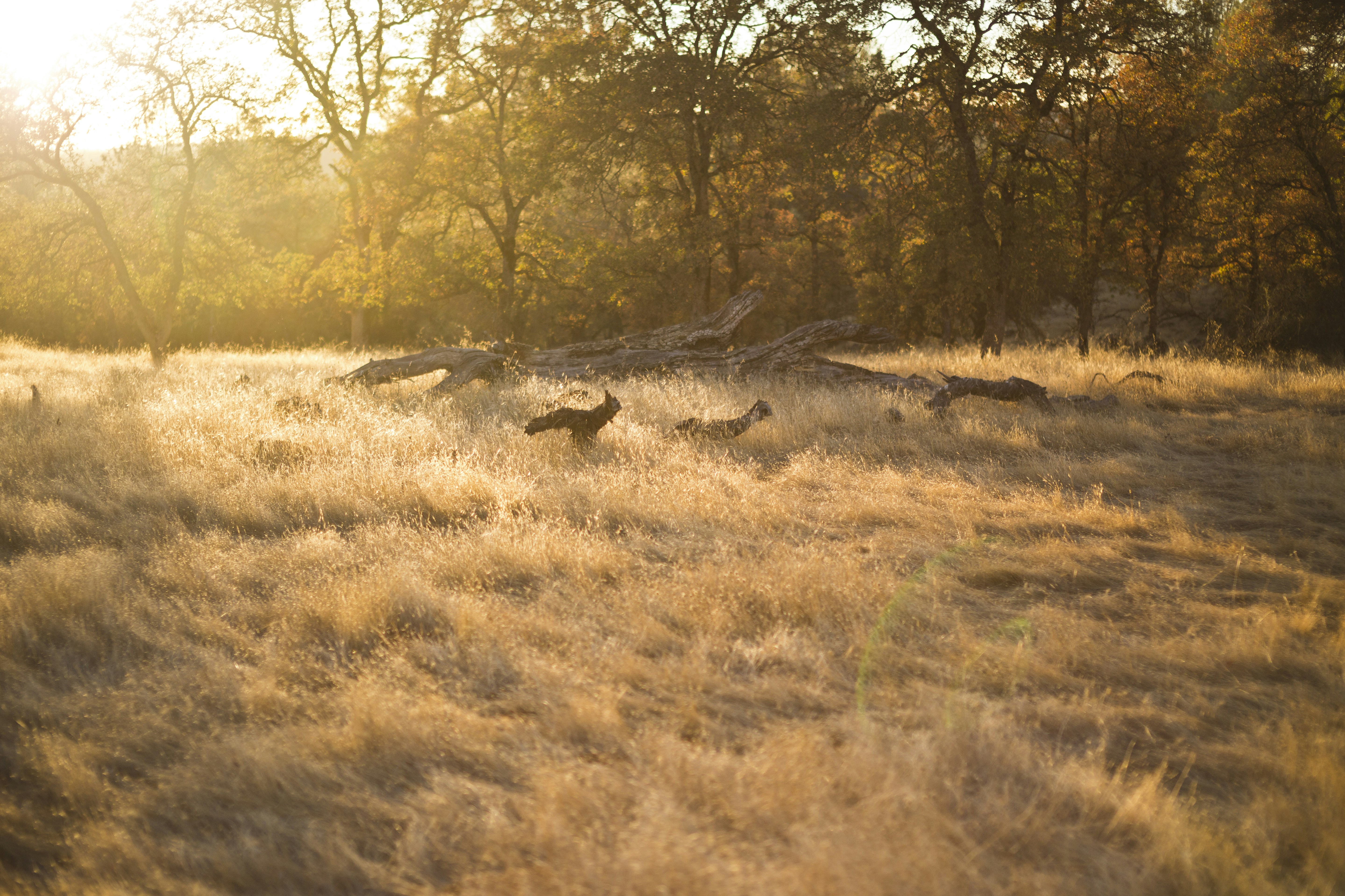 A graceful animal dashes through golden grass under the warm glow of the setting sun, surrounded by a serene woodland backdrop.