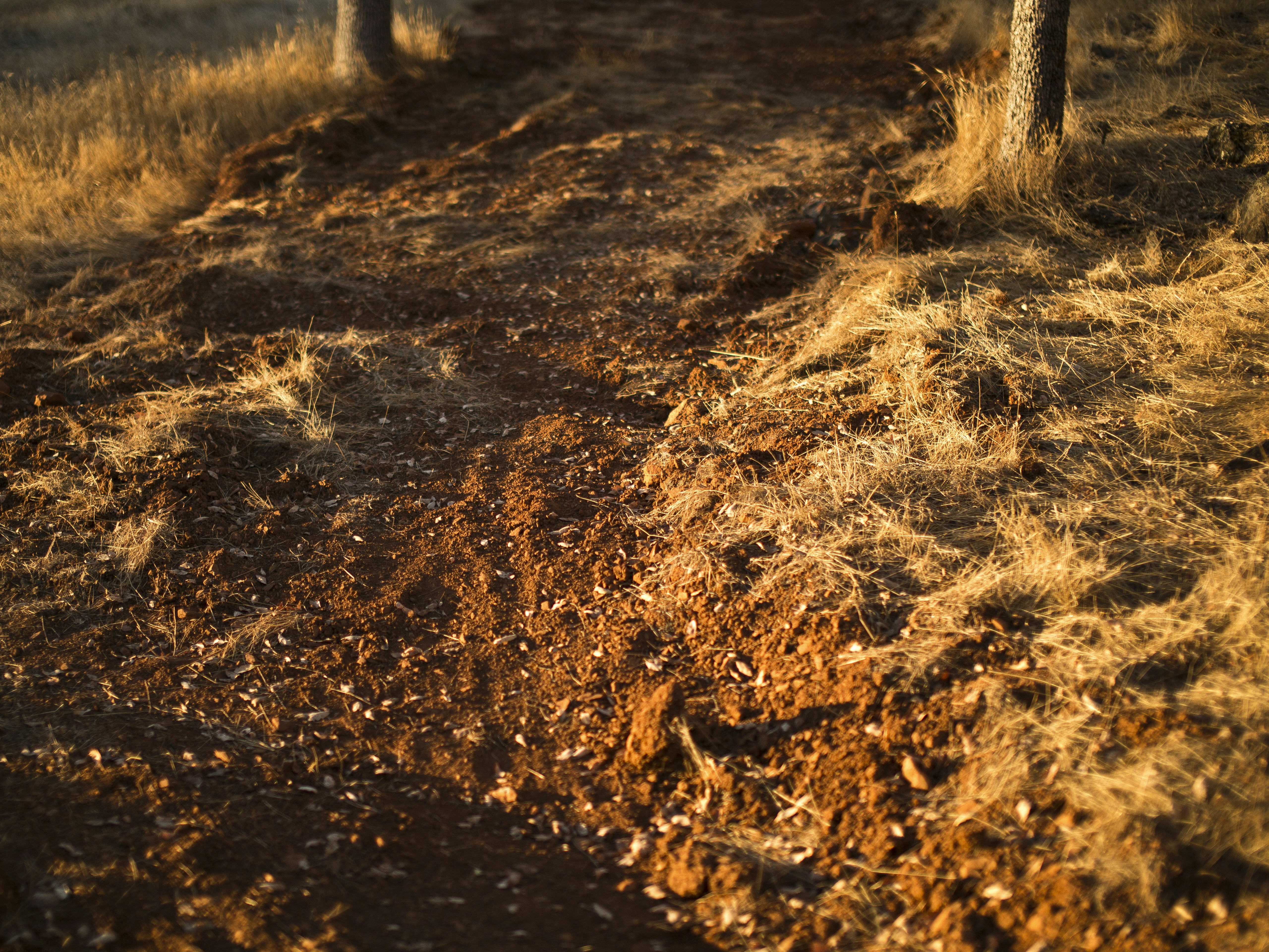 Sunlit dirt path winding through golden grass, revealing the texture of the earth and nature's quiet beauty.