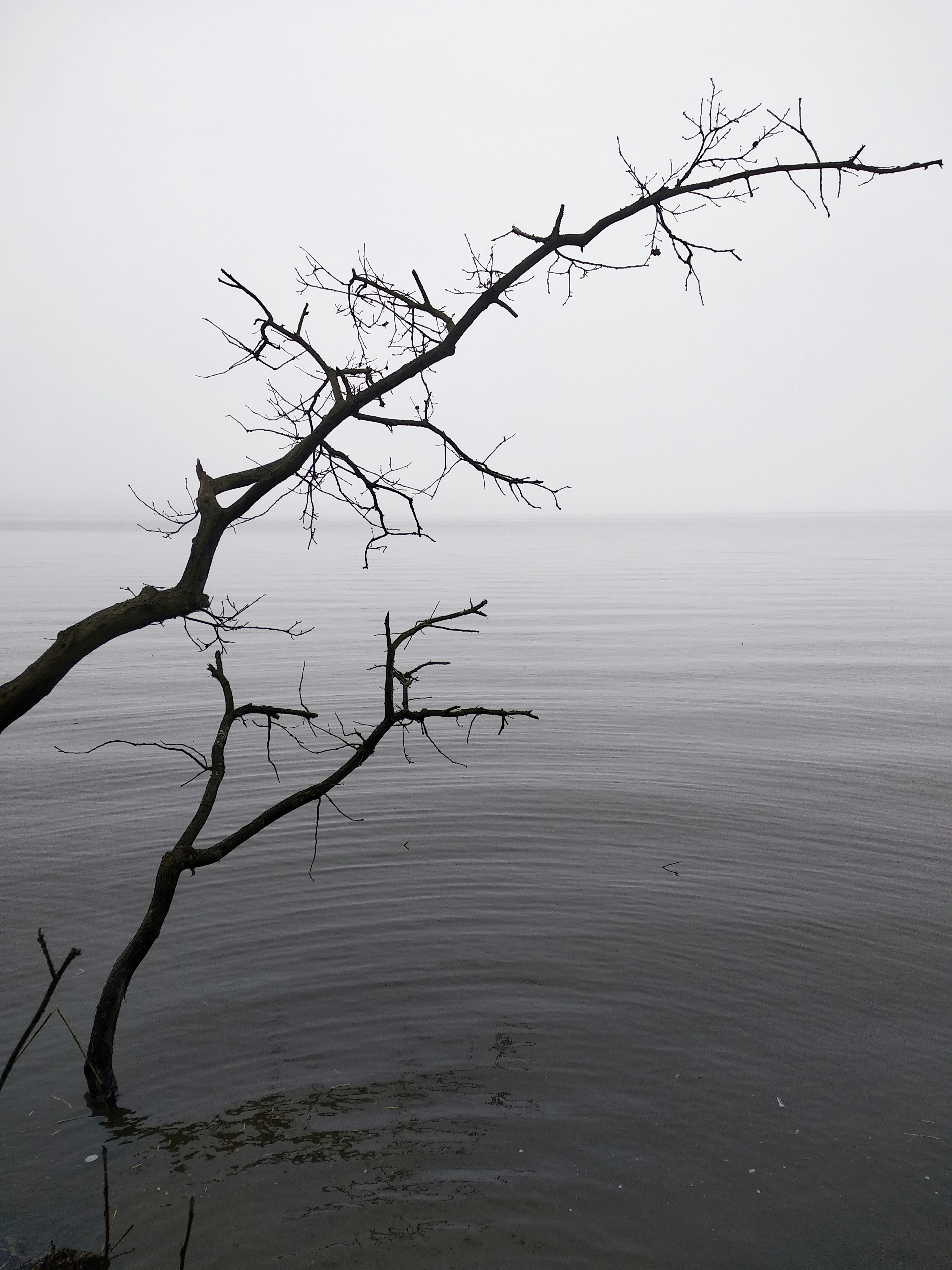 A tree branch sticking out of the water photo – Free Water Image on ...