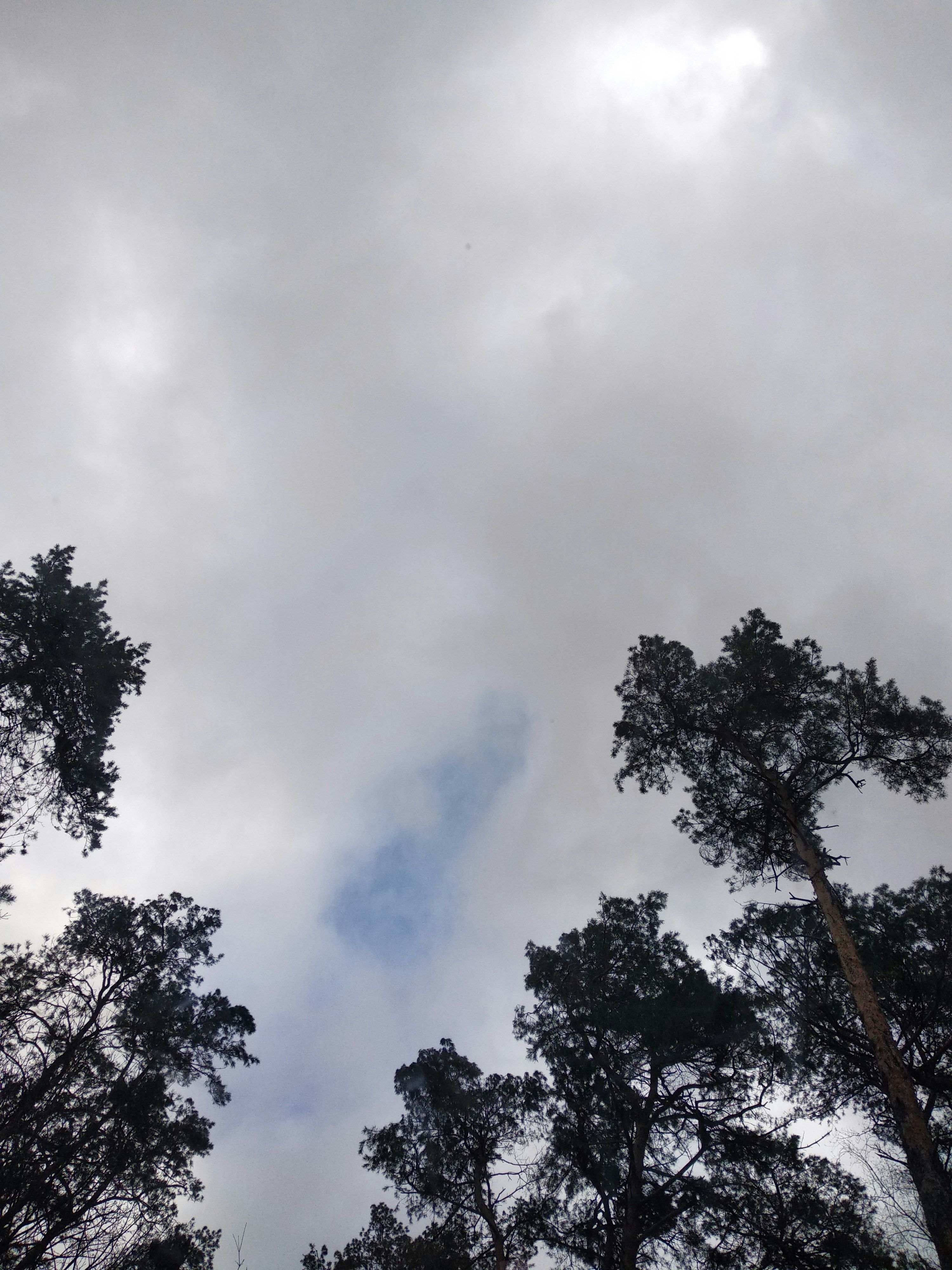 View upward into a cloudy sky framed by the silhouettes of tall pine trees.