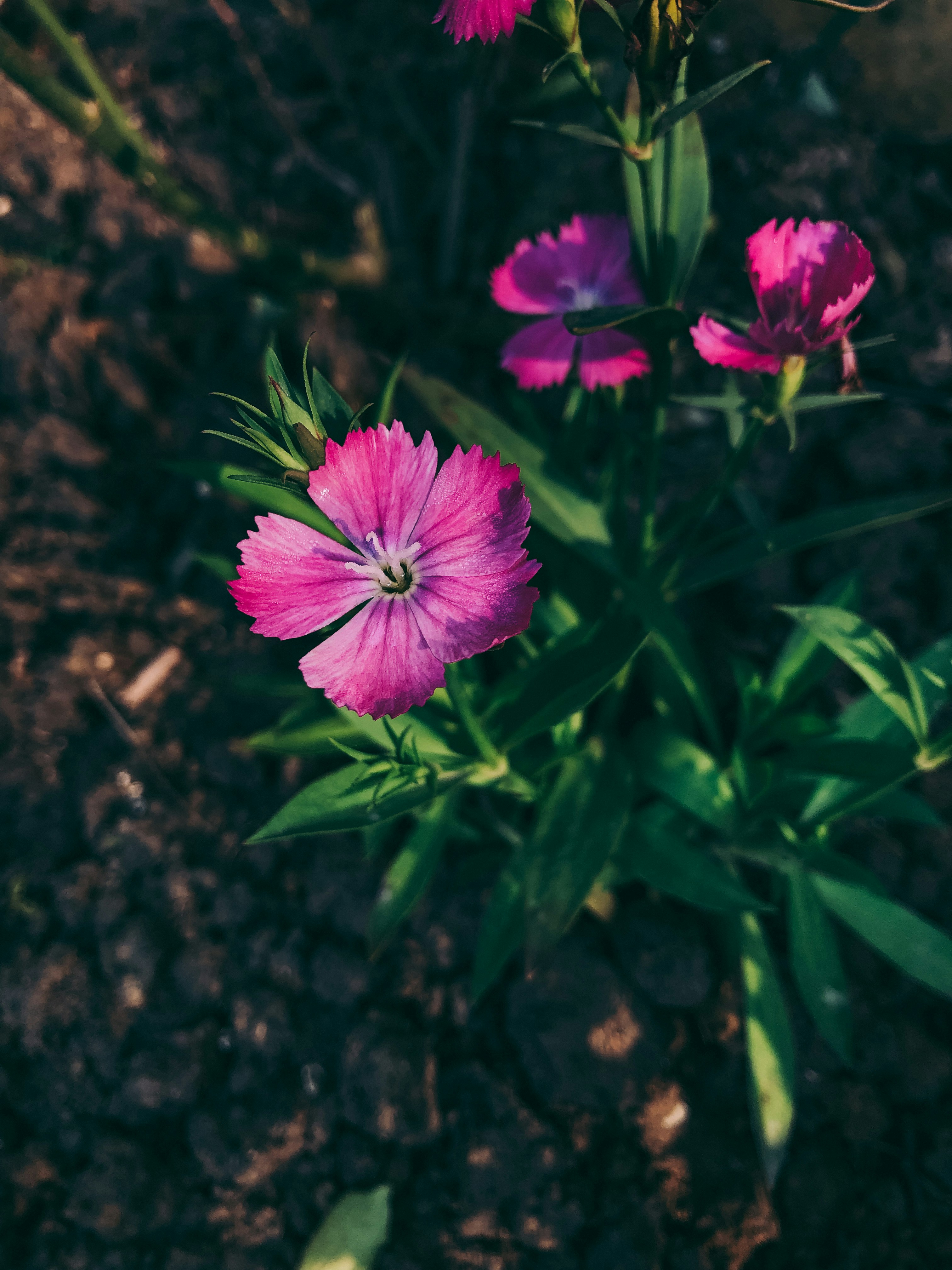Gros plan d’une fleur sur un sol en terre battue photo – Photo Fleur ...