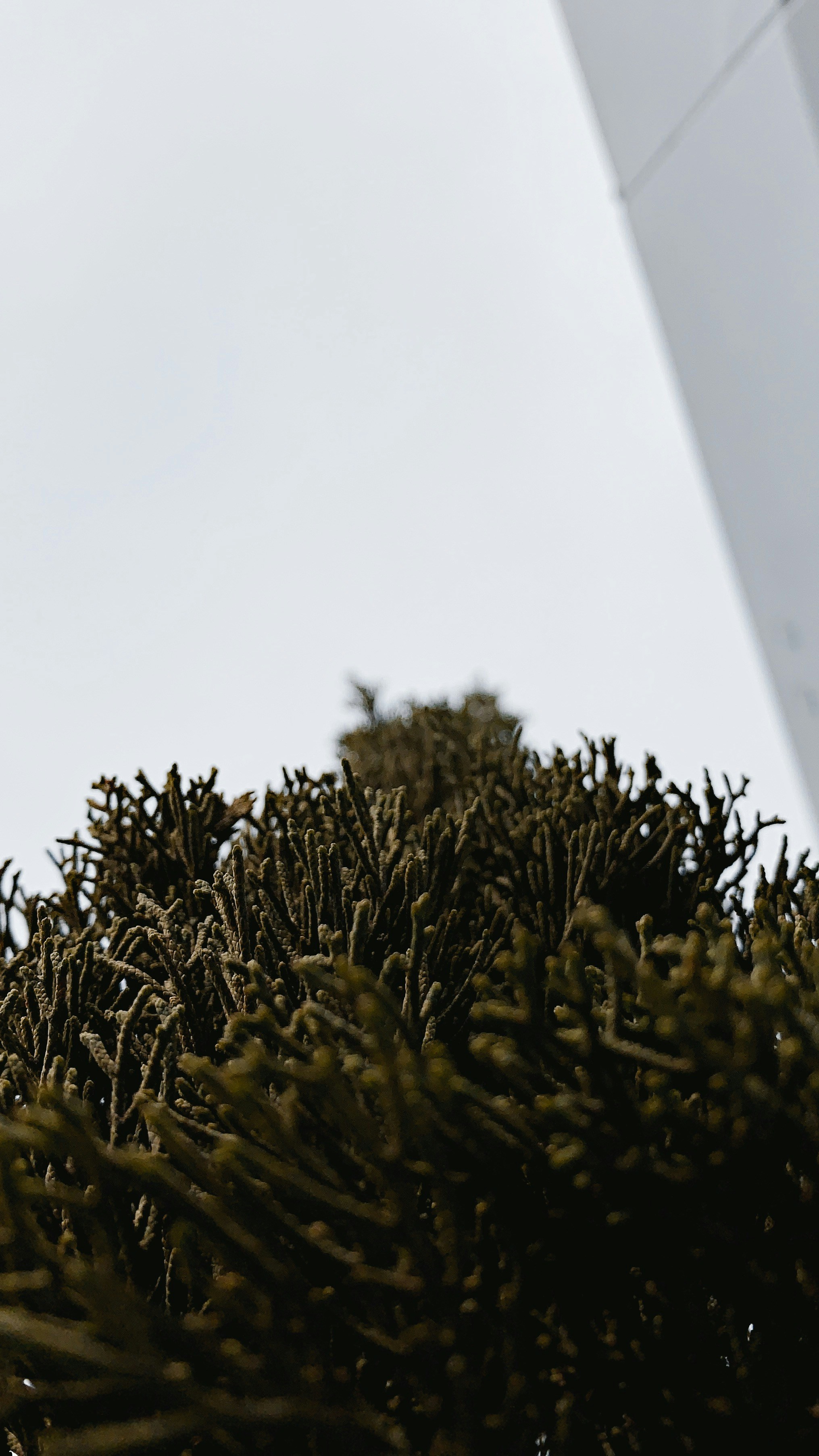 A bird is perched on top of a tree photo – Free Tijuana Image on Unsplash