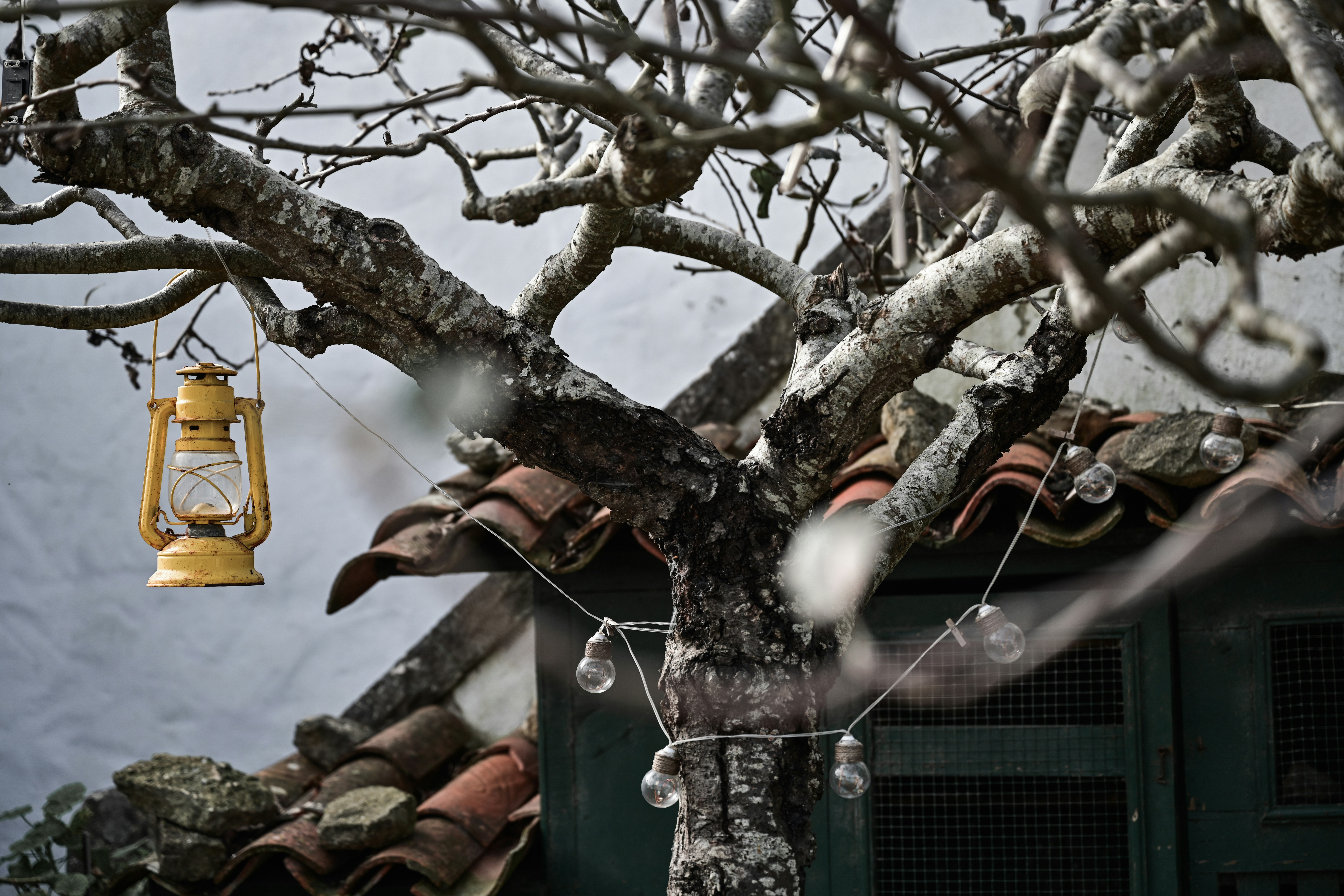 A yellow lantern hanging from a tree next to a building photo – Free ...