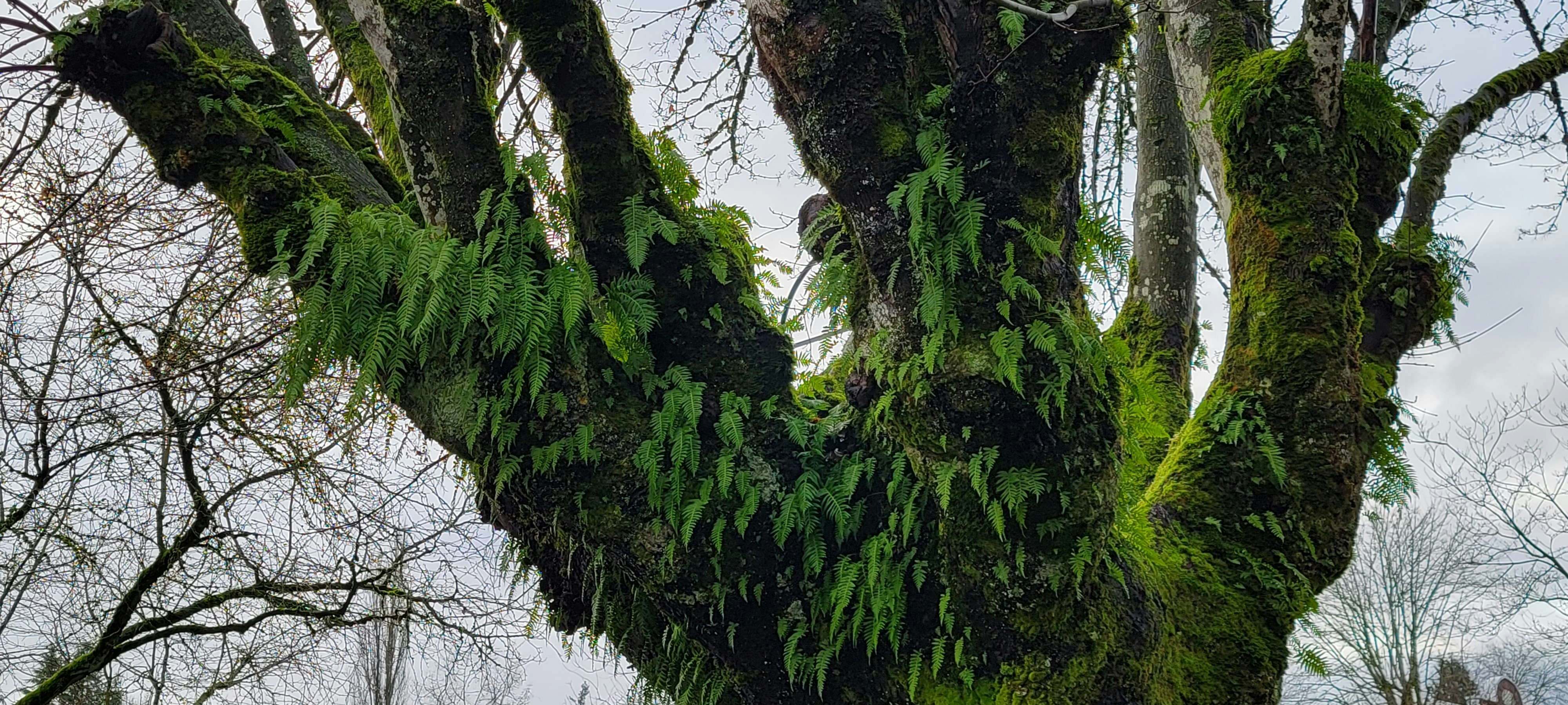 Moss-veiled Trunk Reaches Toward a Pale Winter Sky