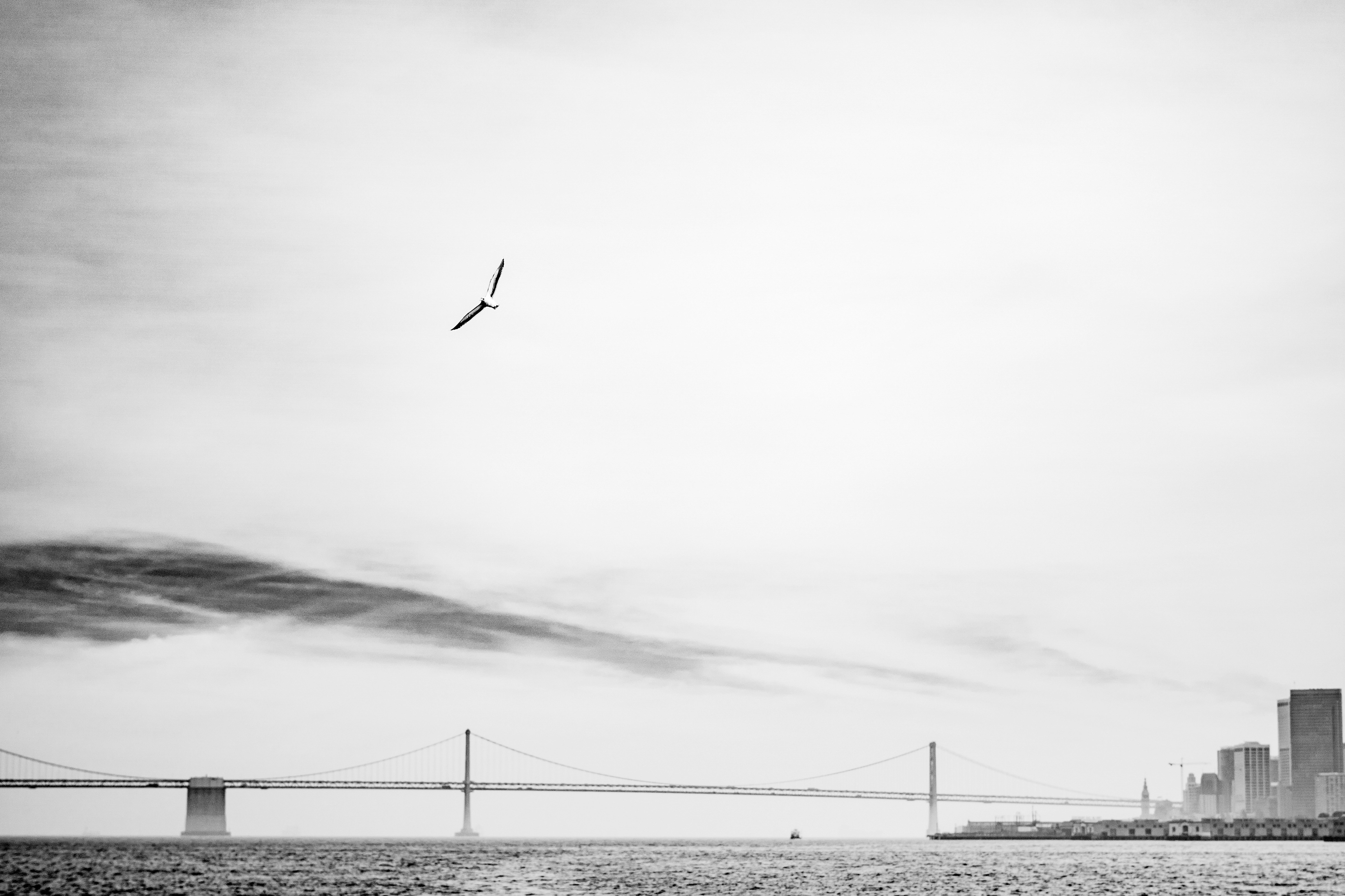A solitary bird soars above a tranquil bay, with a distant bridge and city skyline silhouetted against a soft, cloudy sky.