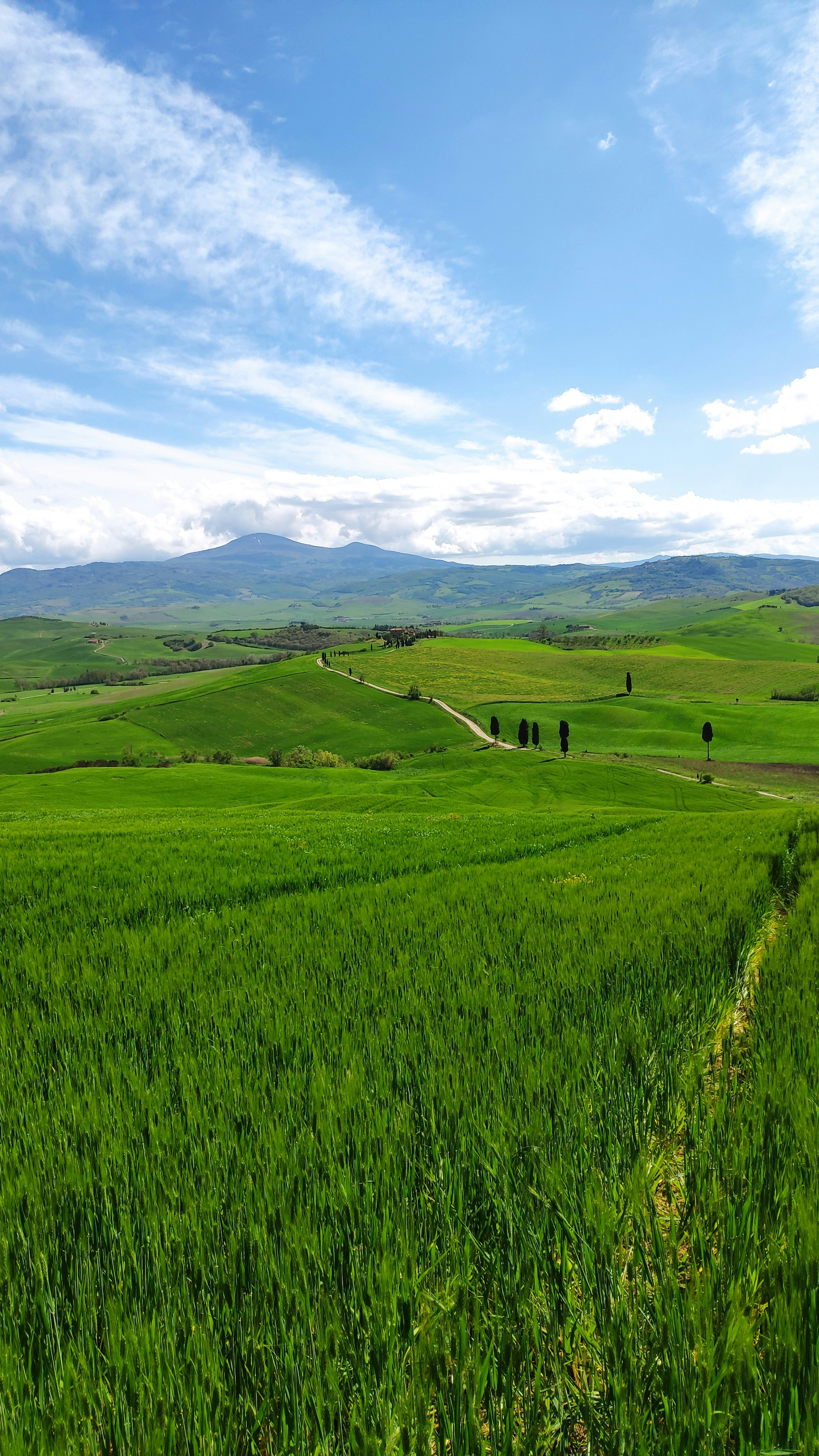 Sunlit rolling green fields stretch toward the horizon along a winding dirt road beneath a bright blue sky with scattered clouds.