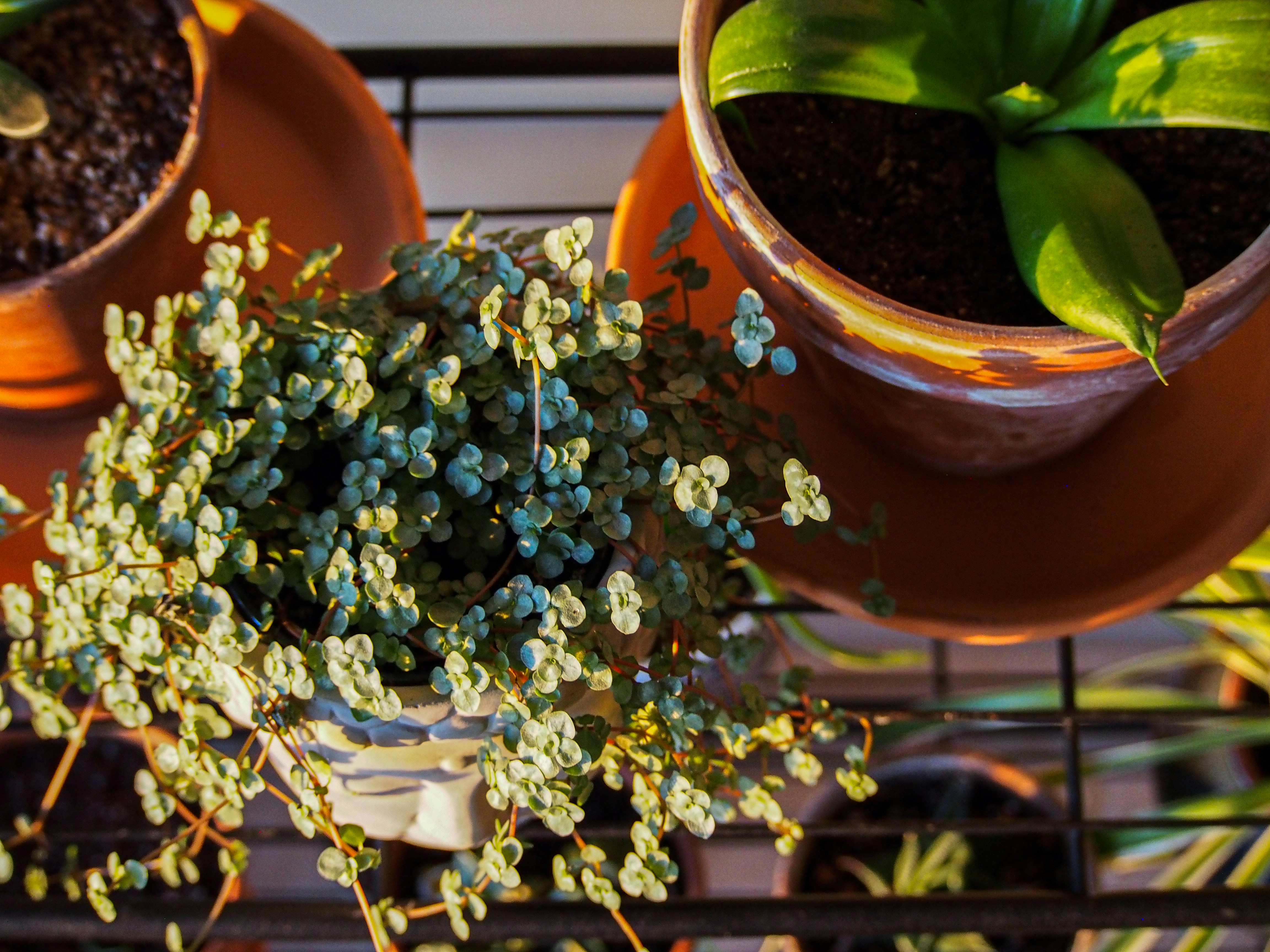 A couple of potted plants sitting next to each other photo – Free Plant ...