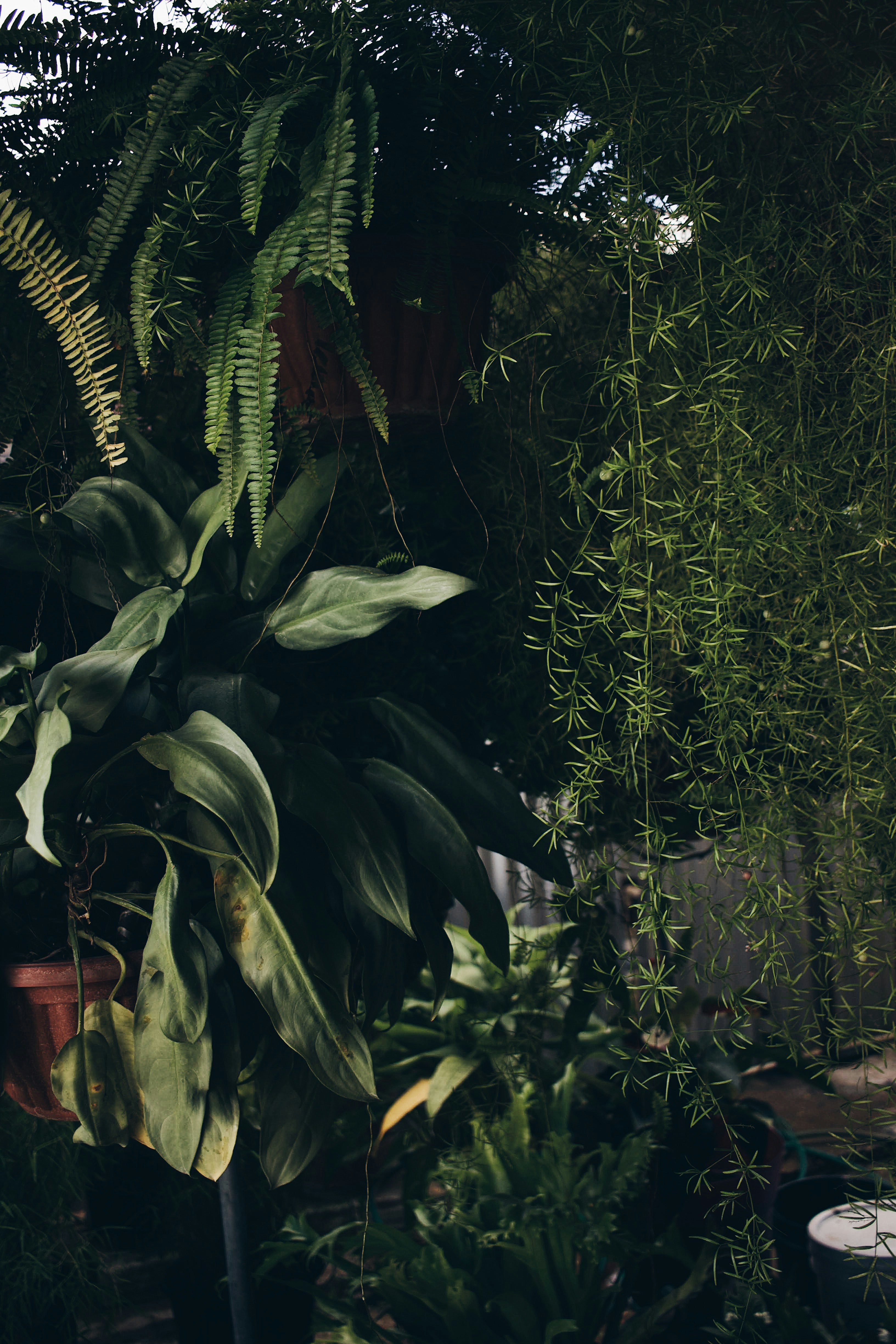 A diverse array of hanging plants creates a serene green tapestry, showcasing various textures and shades of foliage.