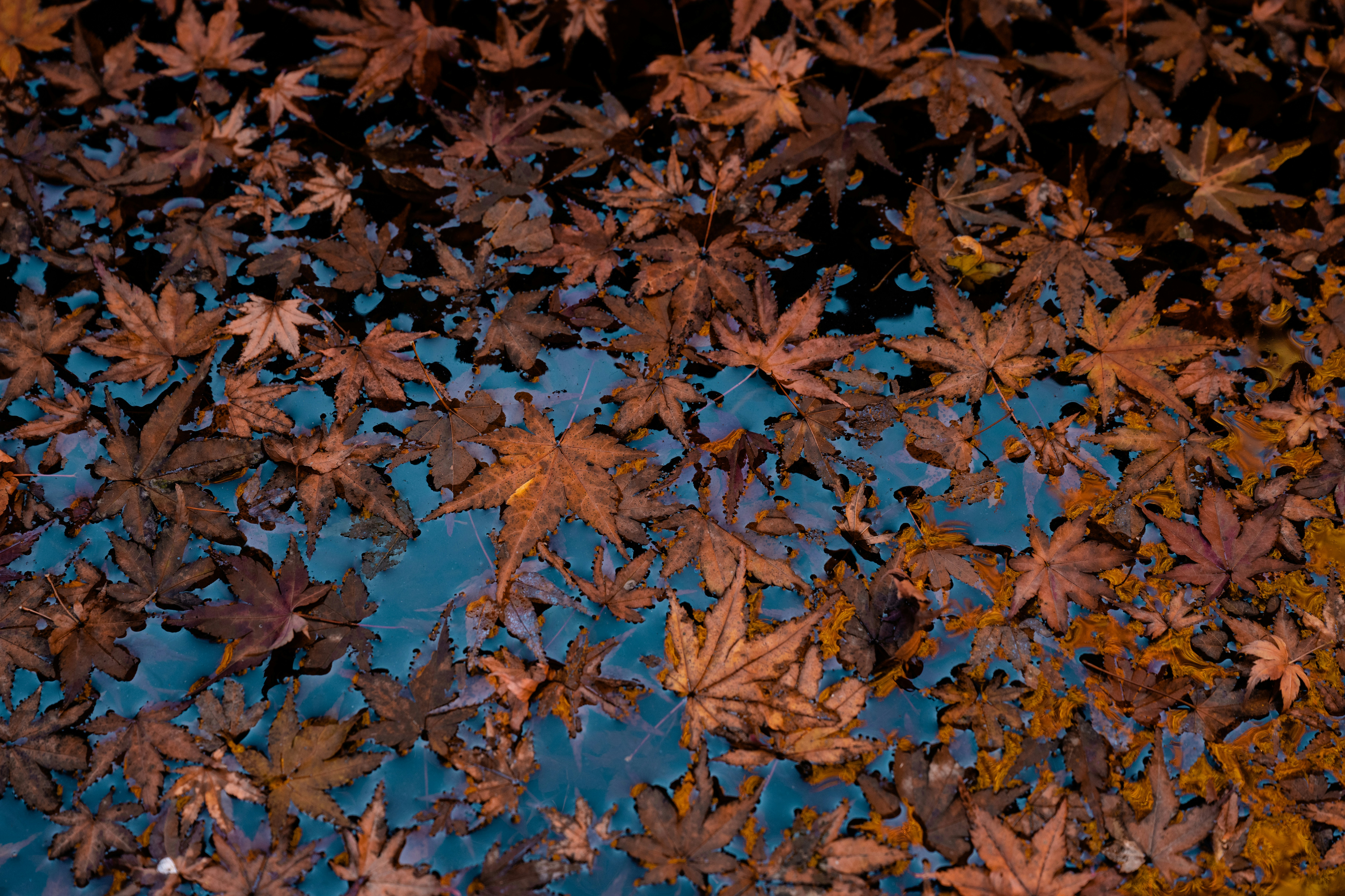 a group of leaves floating on top of a body of water