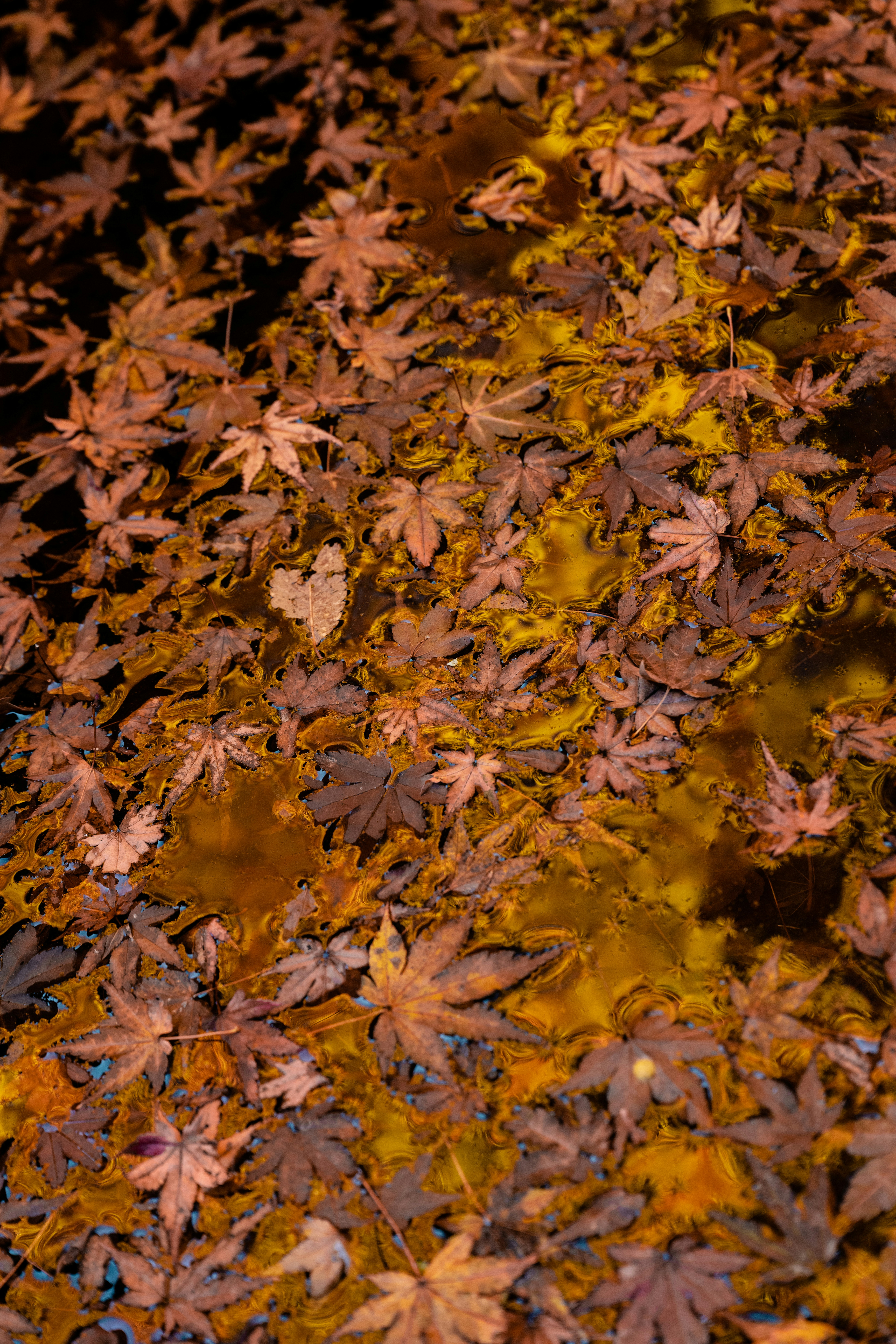 Golden Maple Wake: Autumn Leaves Drift Across a Sunlit Pool