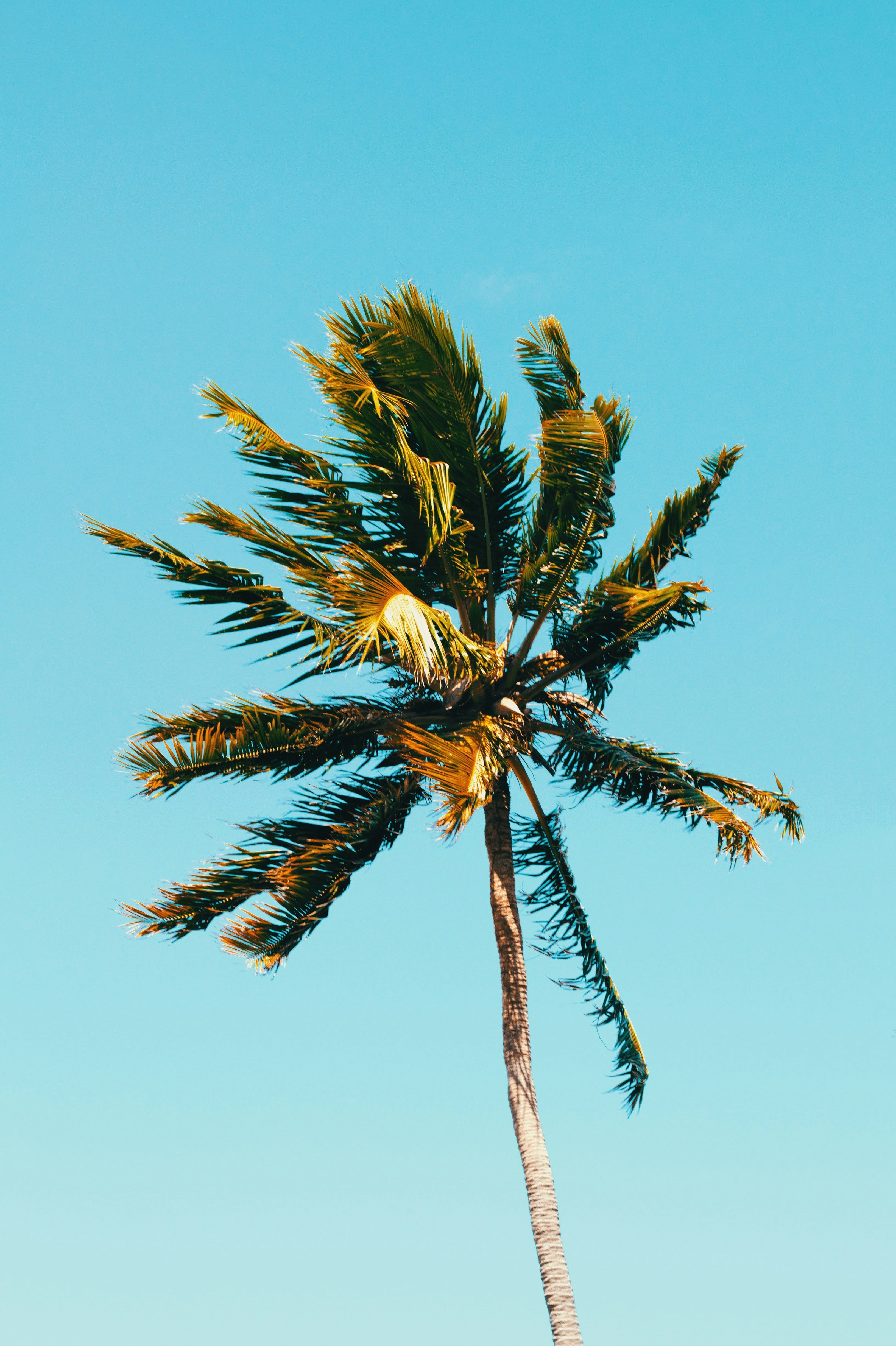 A palm tree sways gracefully against a clear blue sky, its fronds fluttering in the wind. The scene captures a moment of tranquility and natural beauty.