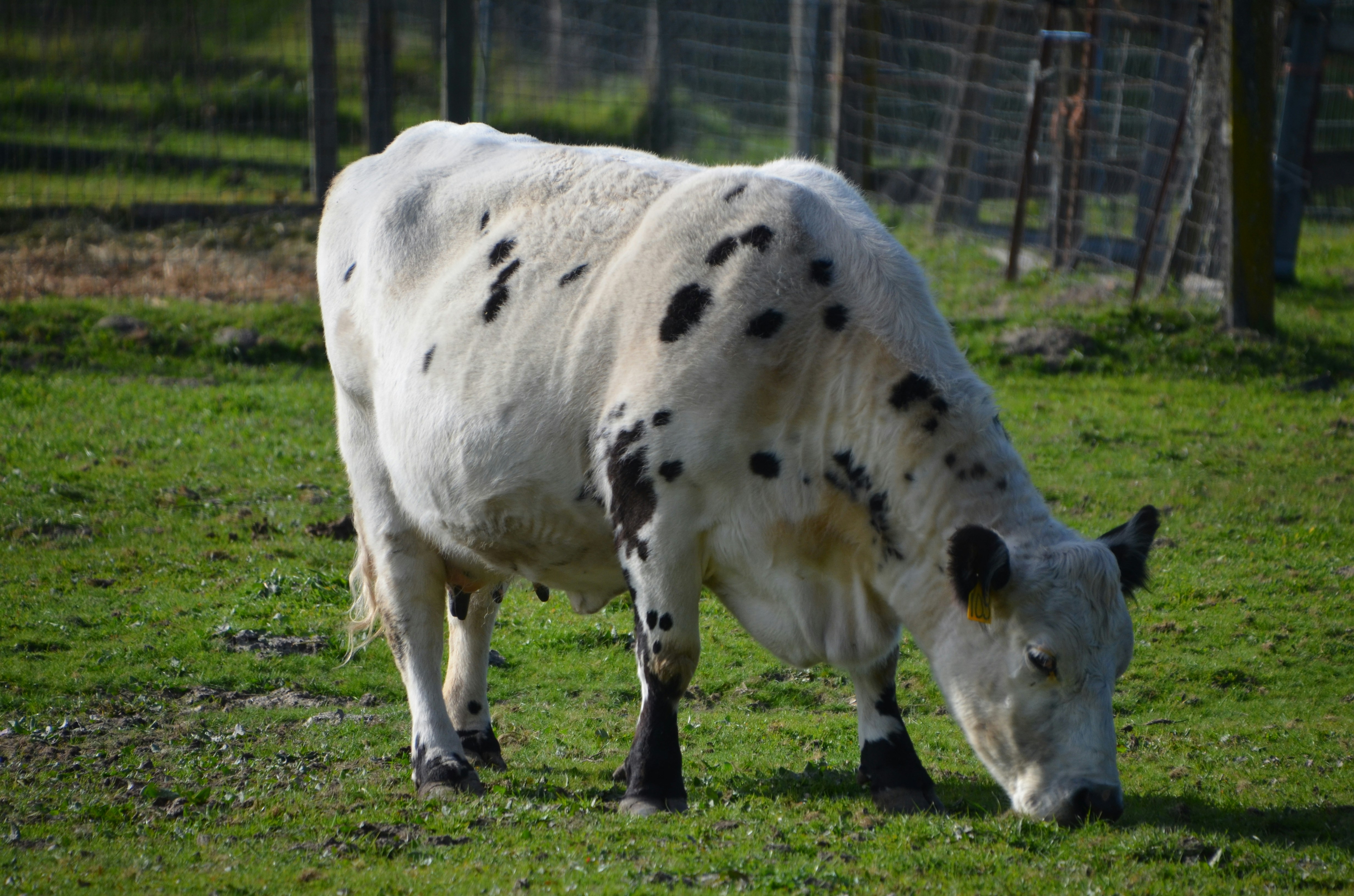 Foto Una vaca blanca con manchas negras comiendo hierba – Imagen Animal ...