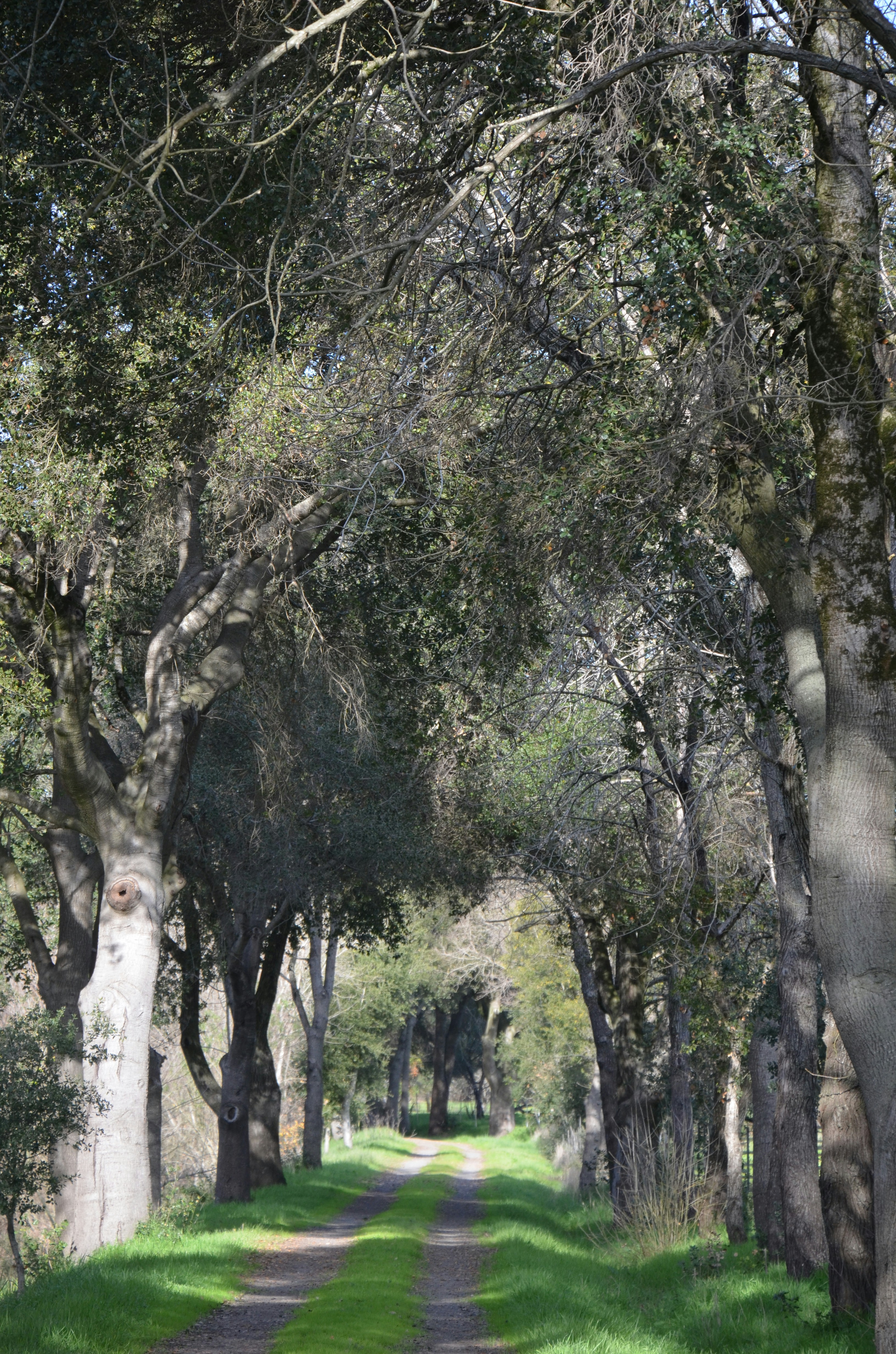 Verdant Corridor: Light through the Oak-Lined Path