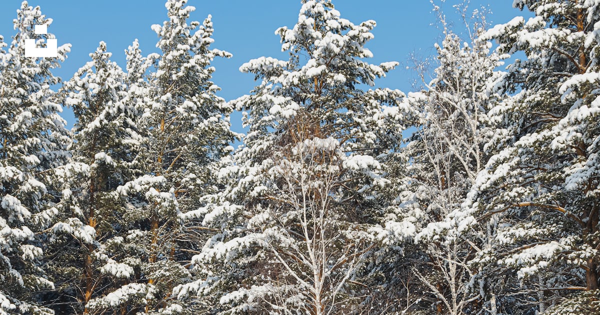 木々を背景に雪に覆われた野原の写真 Unsplashの無料シベリア写真