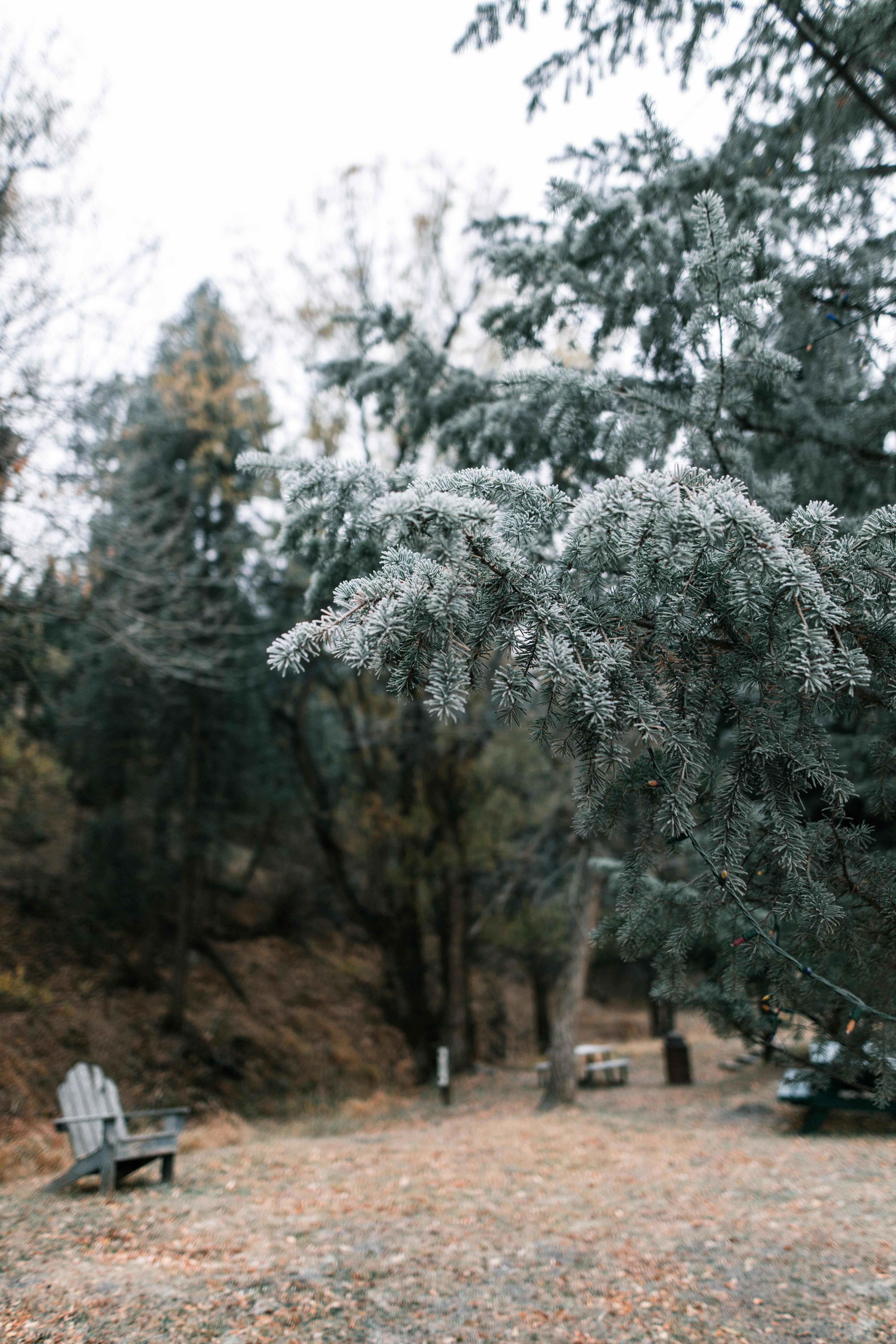 a bench sitting in the middle of a forest