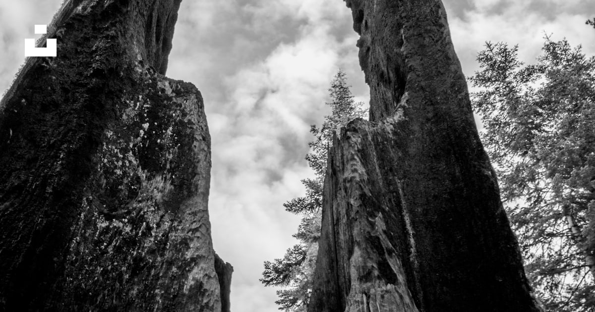 Un couple de grands arbres debout l’un à côté de l’autre photo – Photo ... Un couple de grands arbres debout l’un à côté de l’autre photo – Photo ...